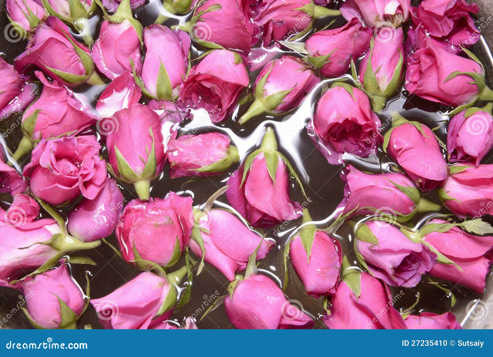 Background from wet roses stock photo. Image of beauty - 27235410