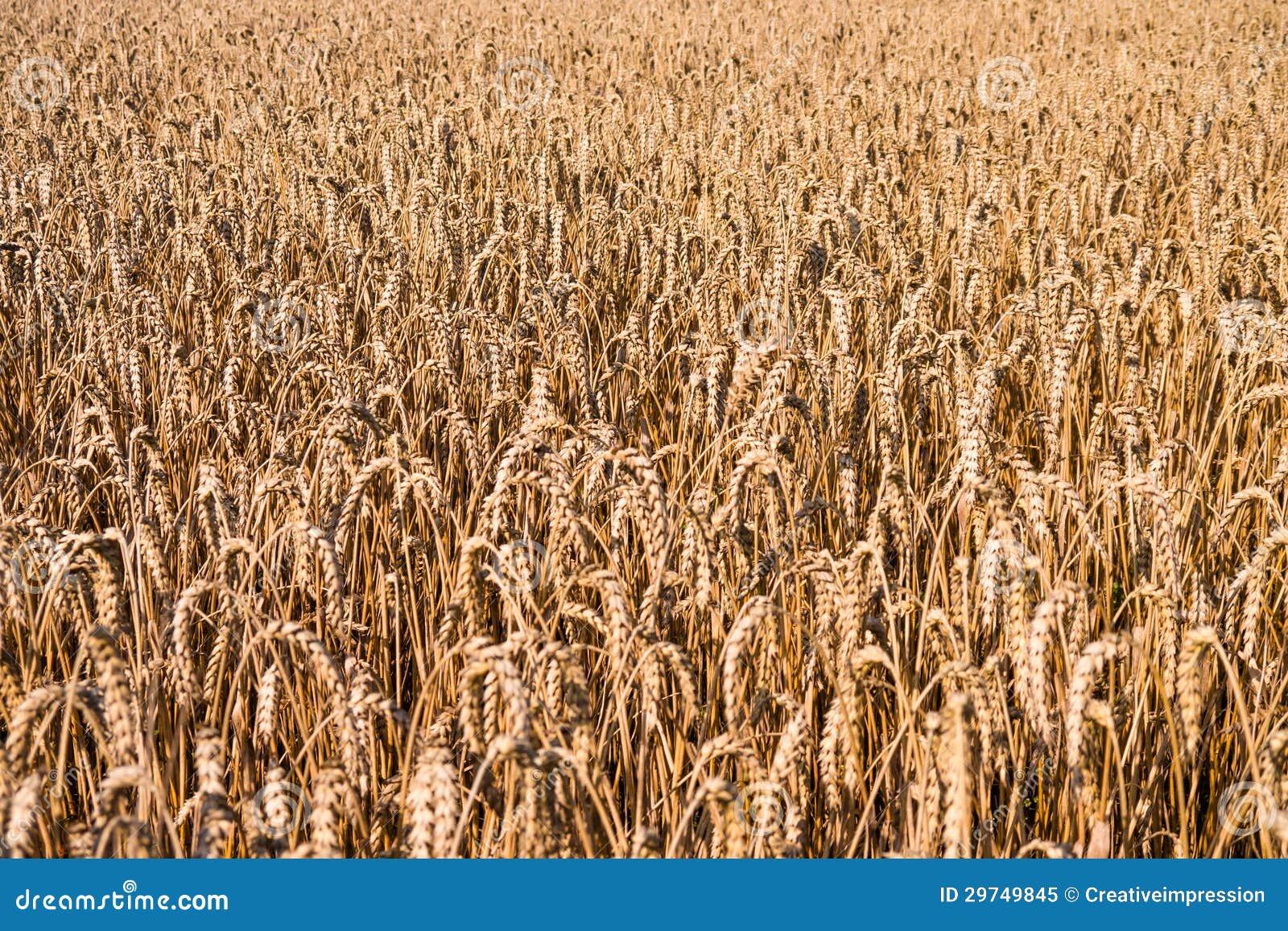 Wheat texture stock image. Image of sunbeams, growth - 29749845
