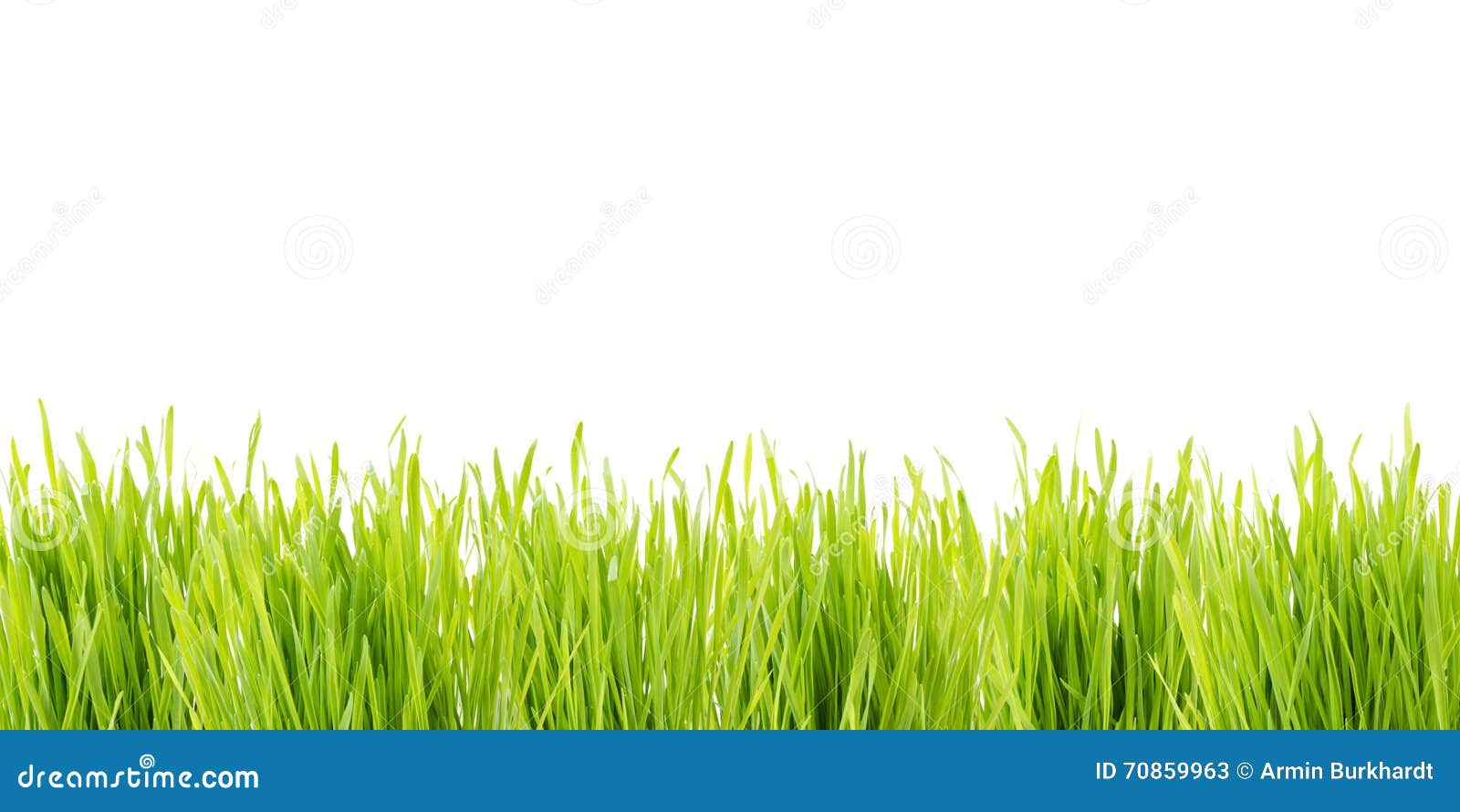Background wheatgrass stock image. Image of greenery - 70859963