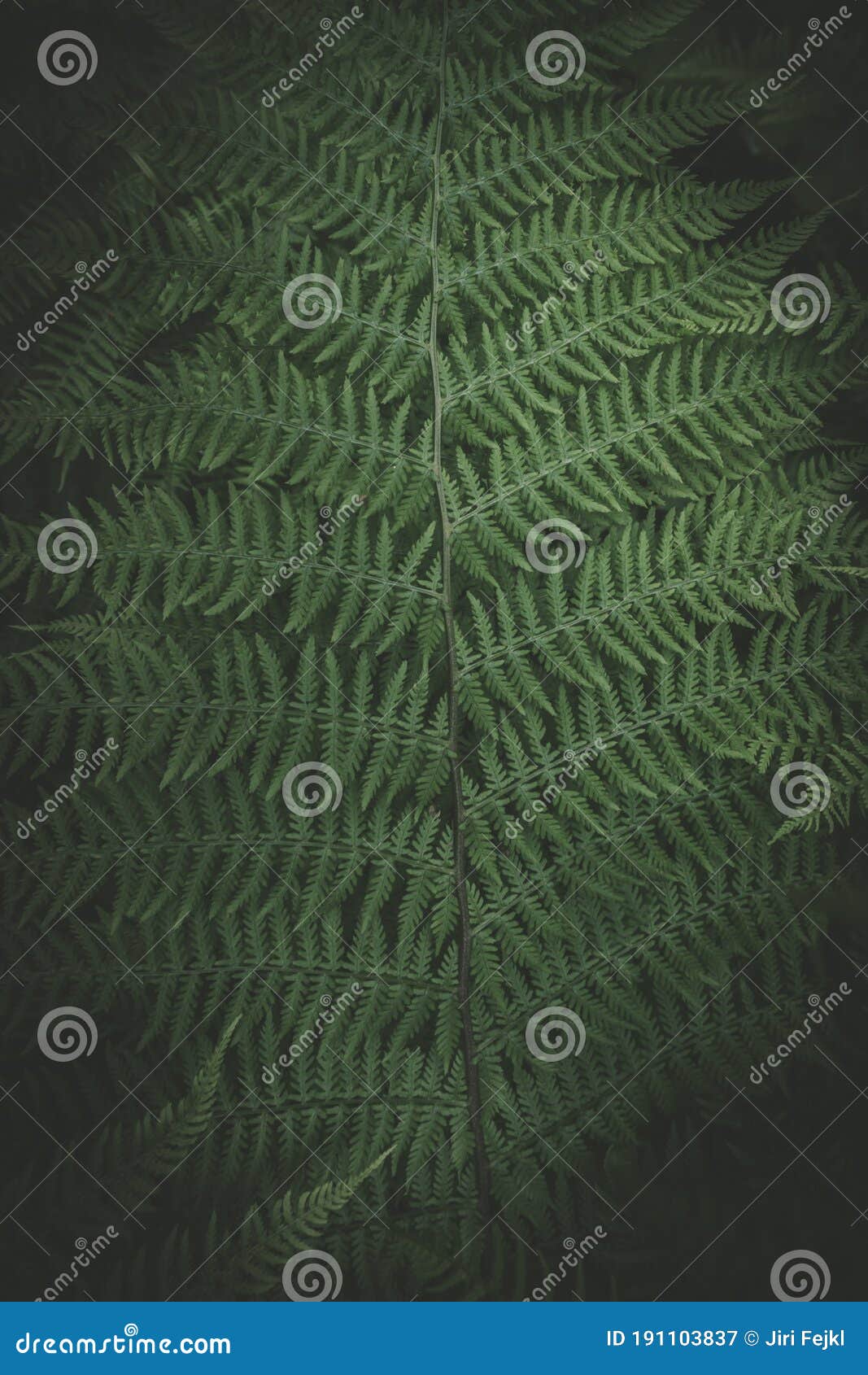 Background Which the Structure of Bracken Stock Image - Image of ...