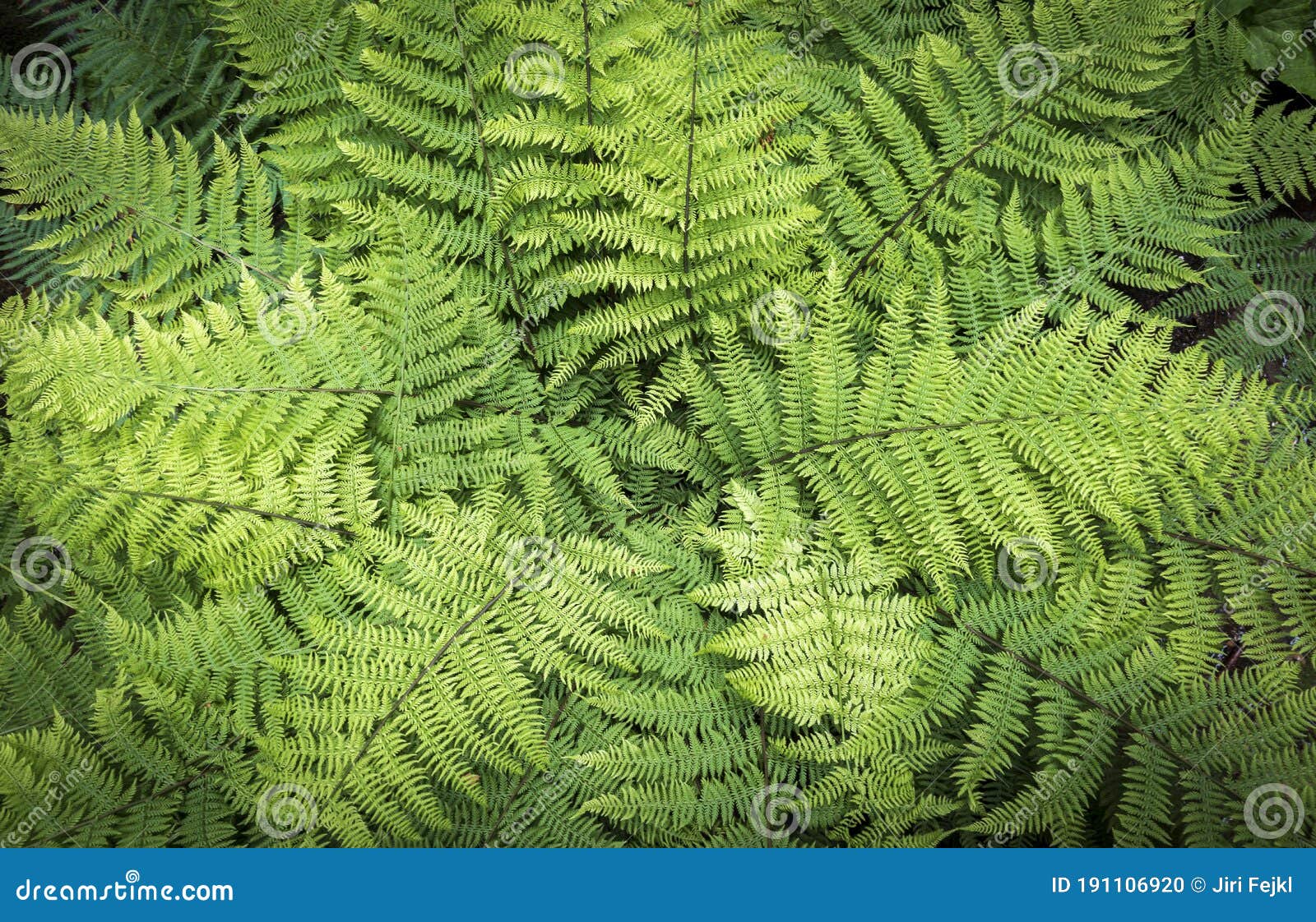 Background Which the Structure of Bracken Stock Photo - Image of energy ...