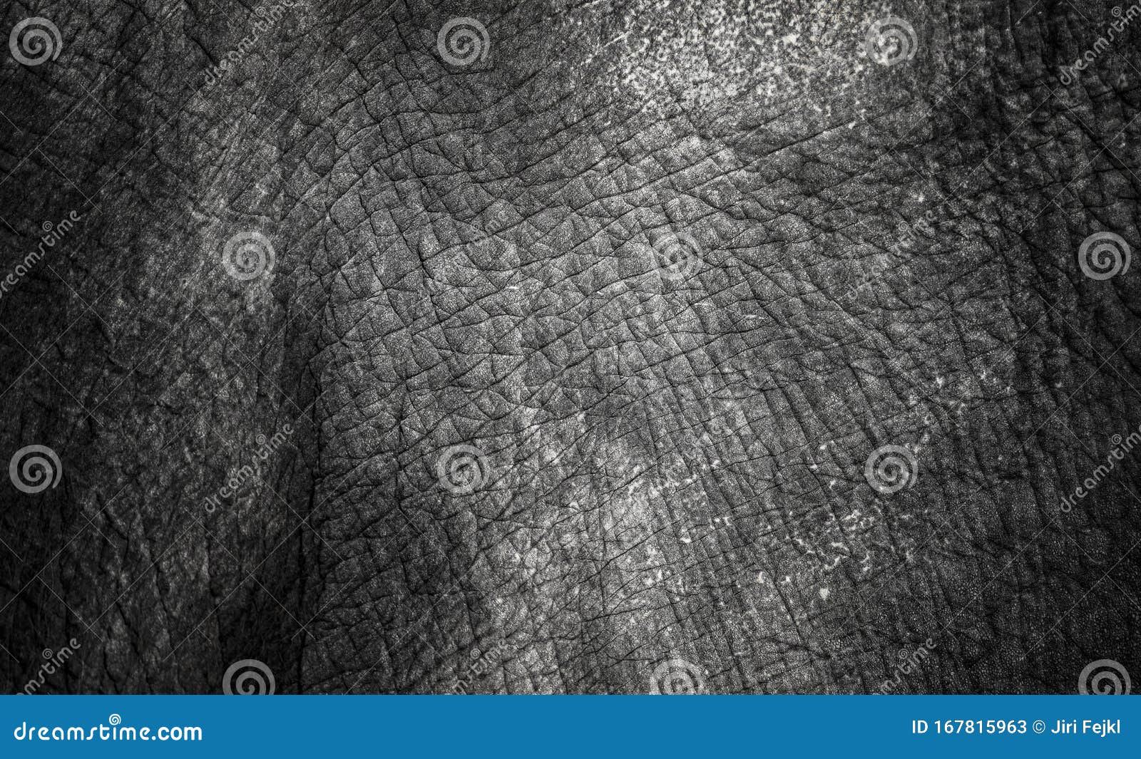 Background Which the Structure of Hide of Elephant is Represented on ...