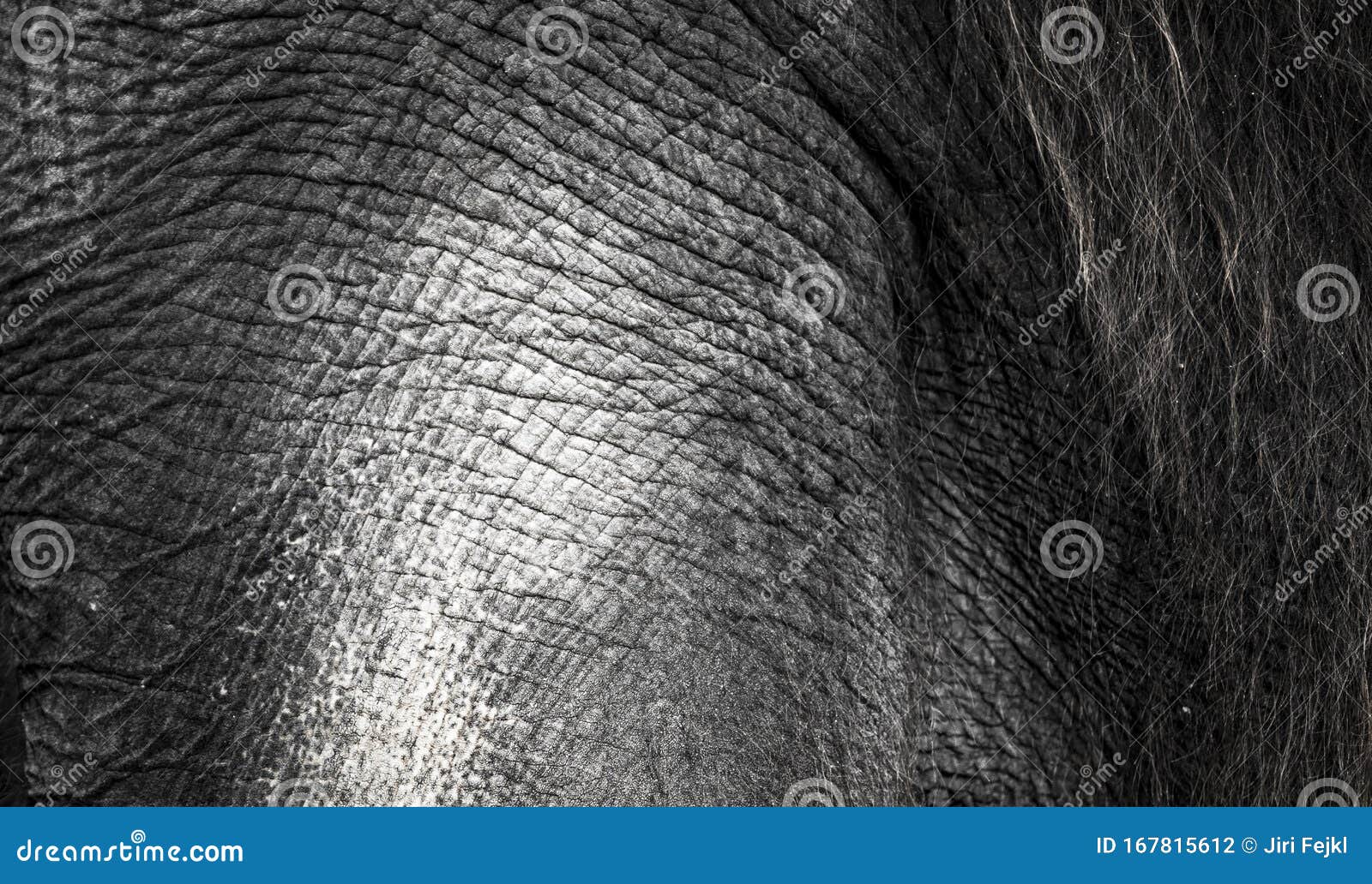 Background Which the Structure of Hide of Elephant is Represented on ...