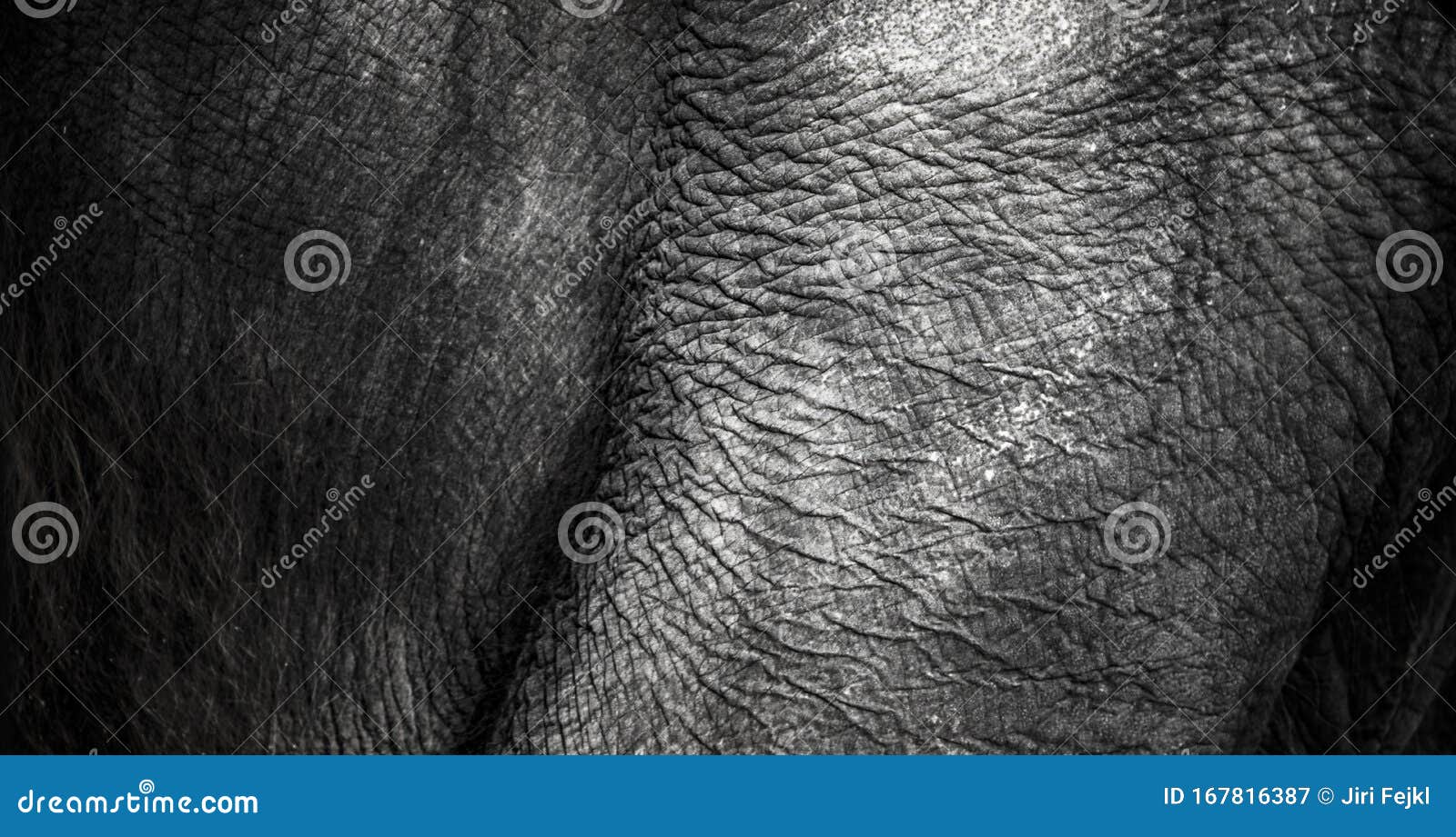 Background Which the Structure of Hide of Elephant is Represented on ...