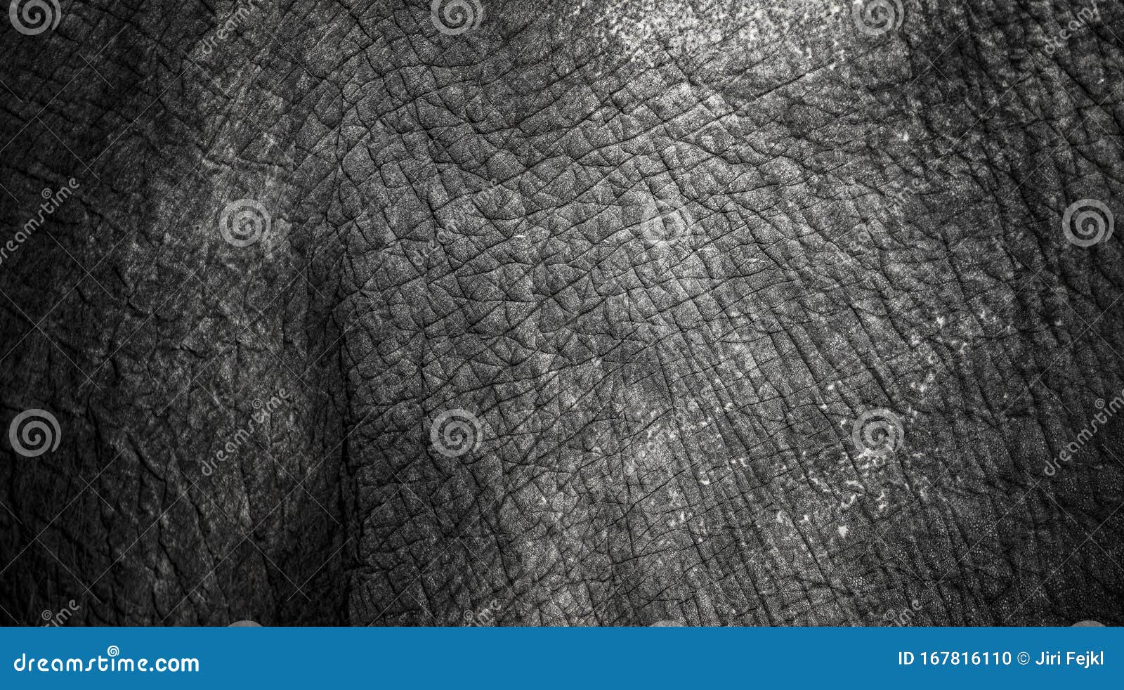 Background Which the Structure of Hide of Elephant is Represented on ...