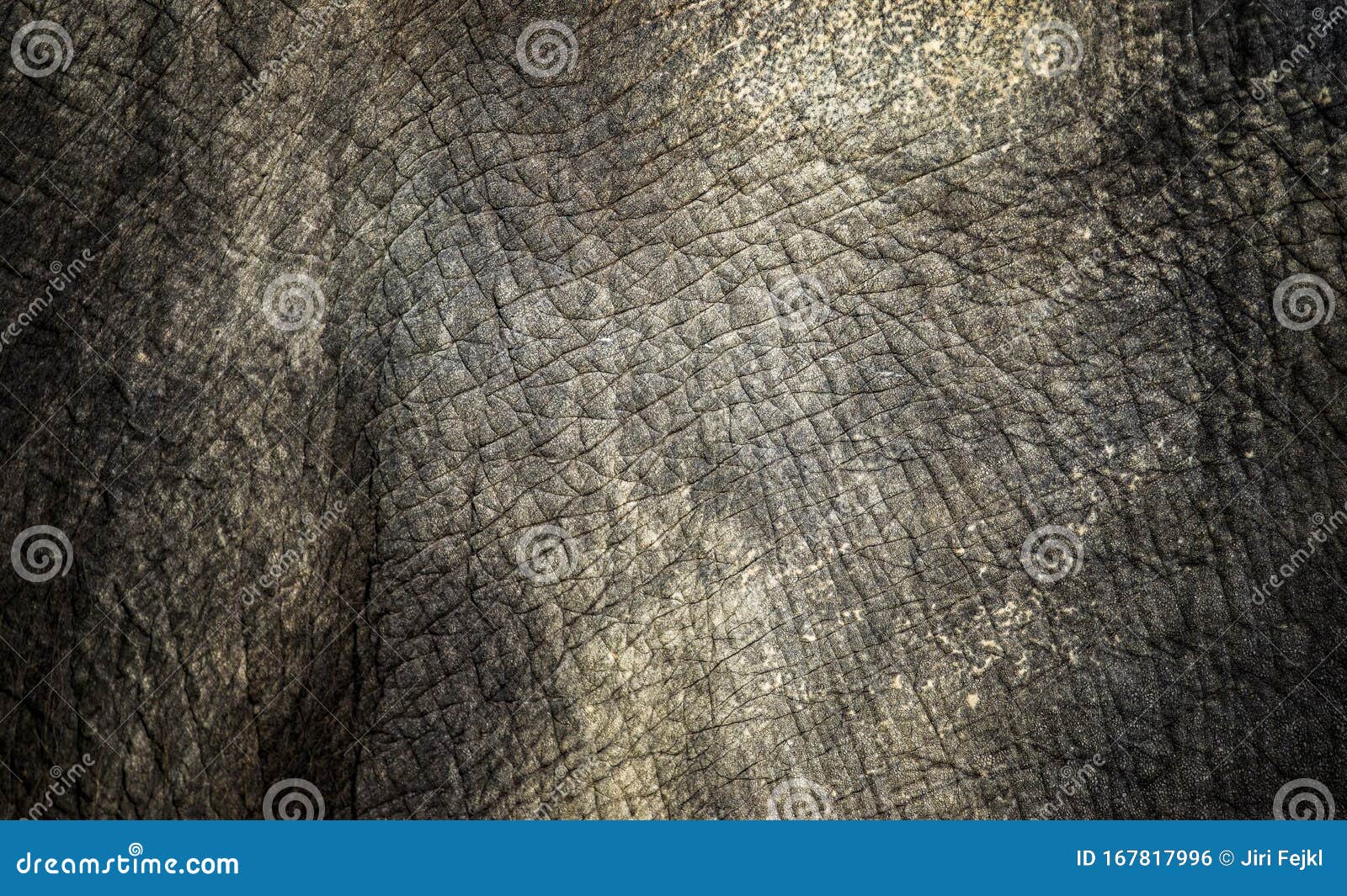 Background Which the Structure of Hide of Elephant is Represented on ...