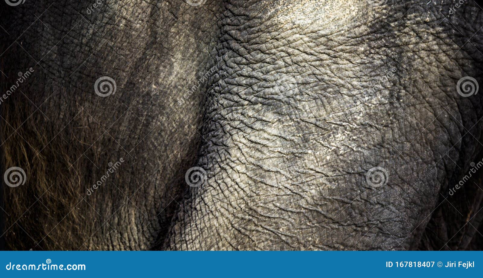 Background Which the Structure of Hide of Elephant is Represented on ...