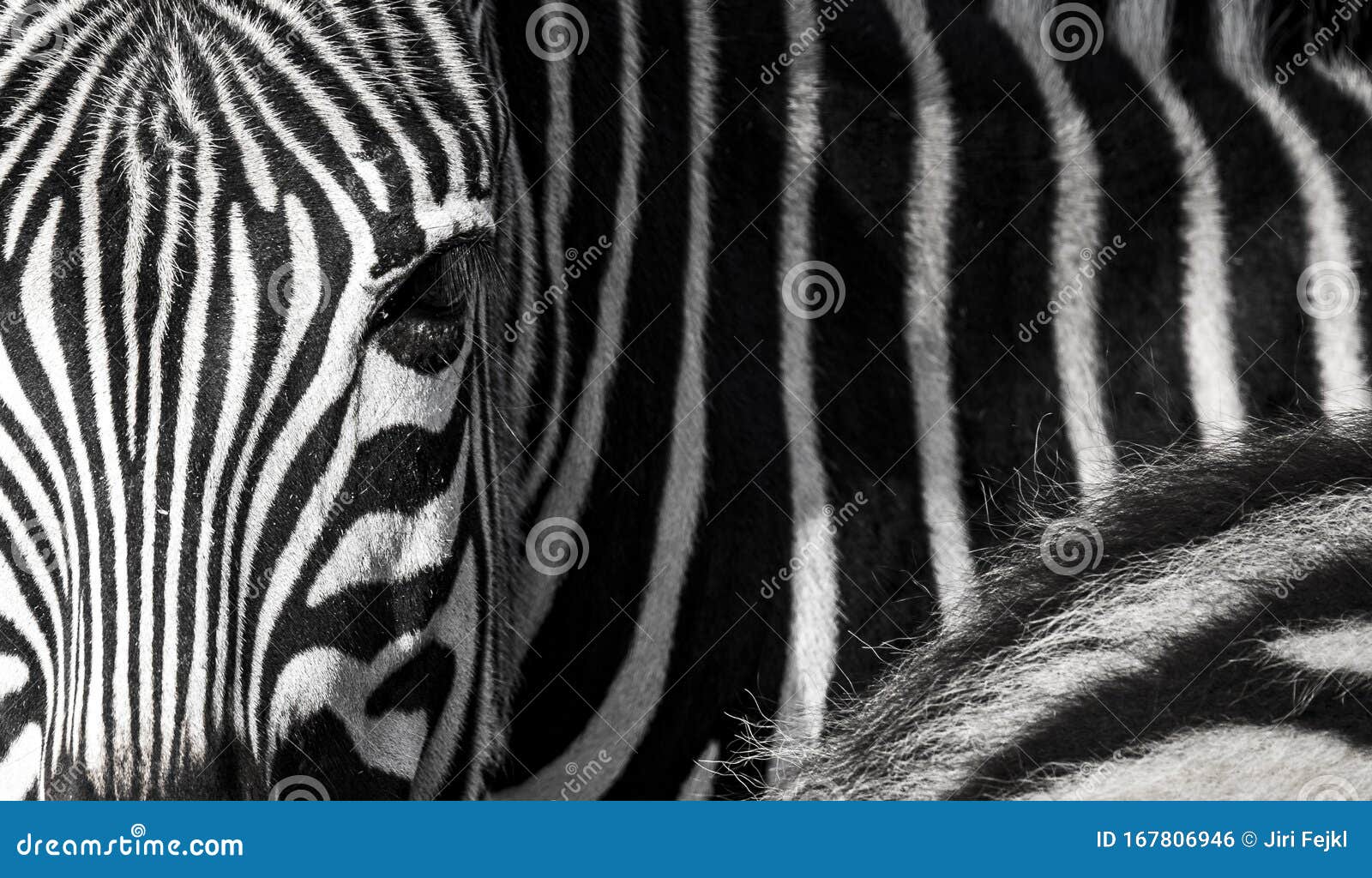 Background Which the Structure of Hide of Zebra is Represented on 库存照片 ...