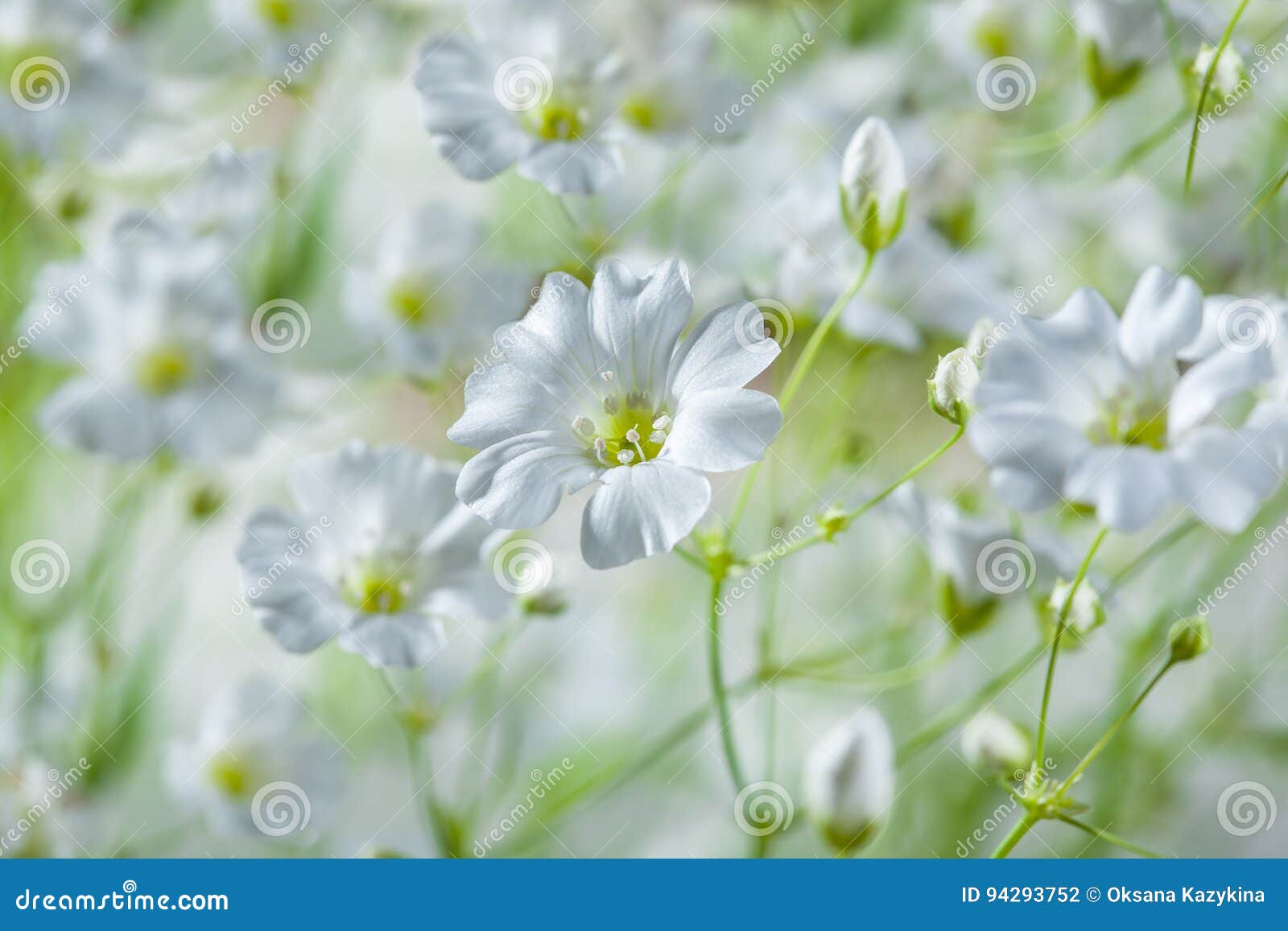 Background of White Beautiful Soft Field Flowers Stock Photo - Image of ...