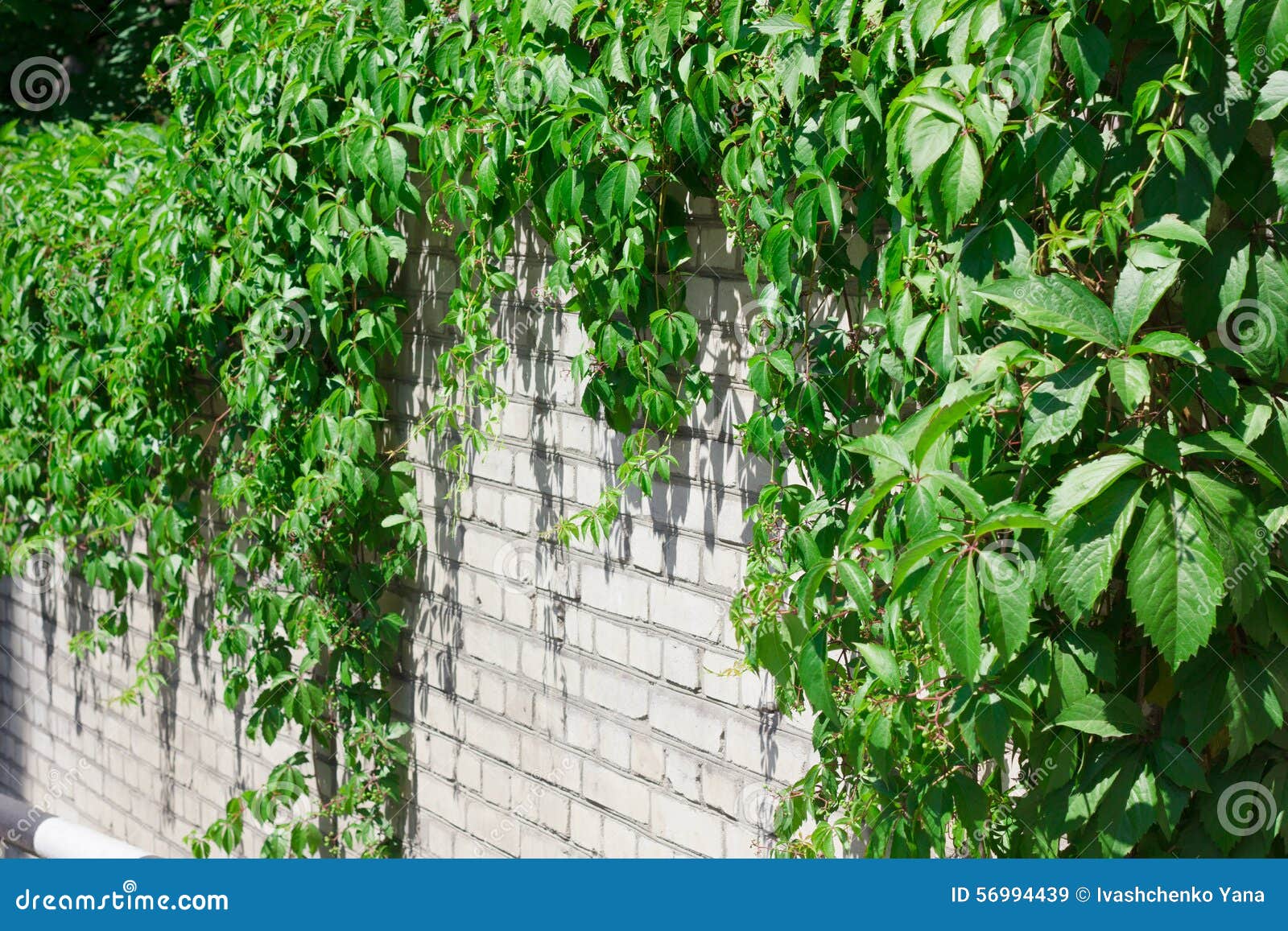Background White Bricks with Green Summer Leaves Stock Image - Image of ...
