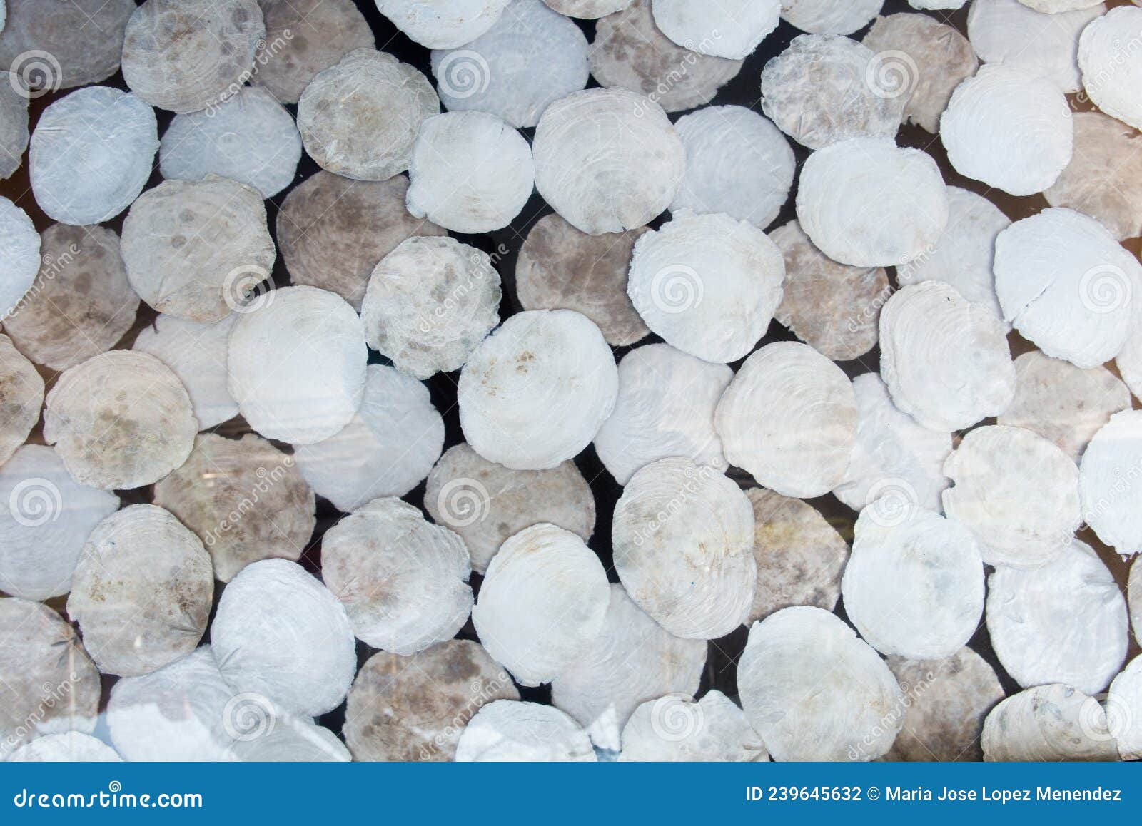 Background with White and Brown Natural Nacre Shells Stock Photo ...