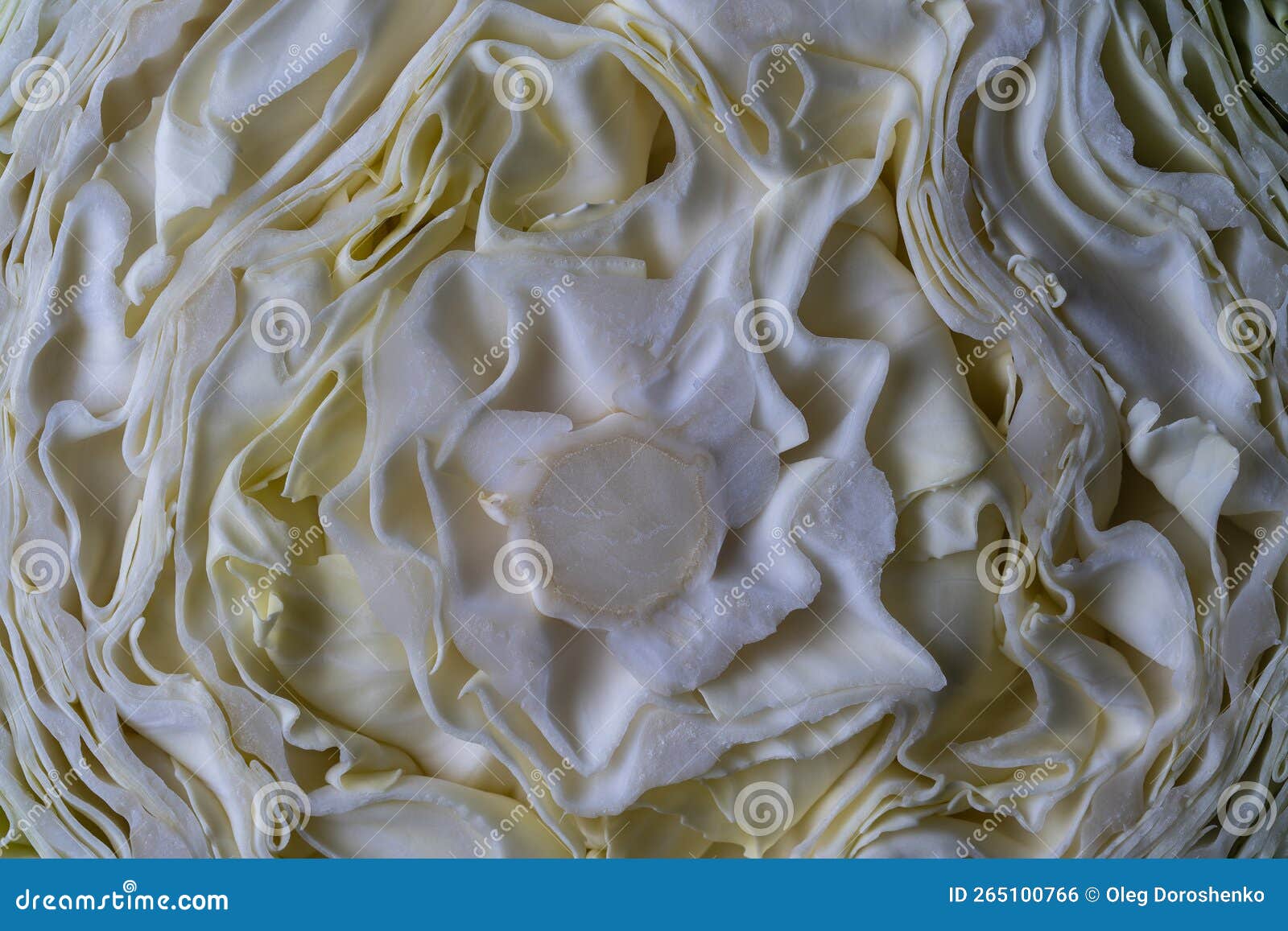 Background of the White Cabbage in the Cut, Macro Photography. Closeup ...