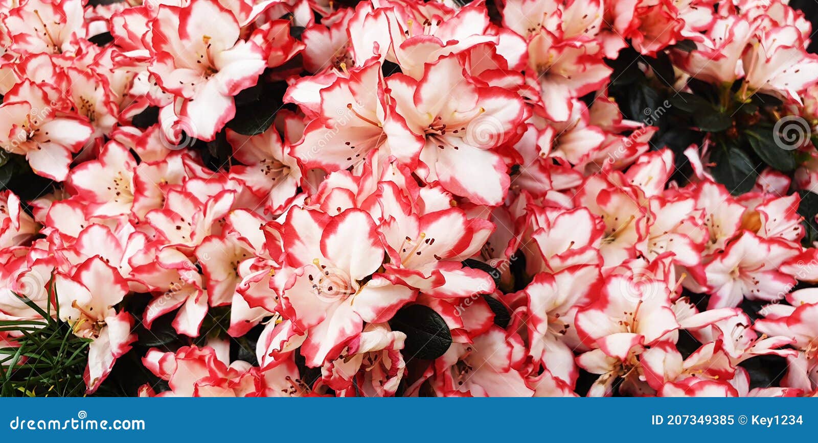 Background of White End Red Flowers Rhododendron Simsii. Stock Image ...