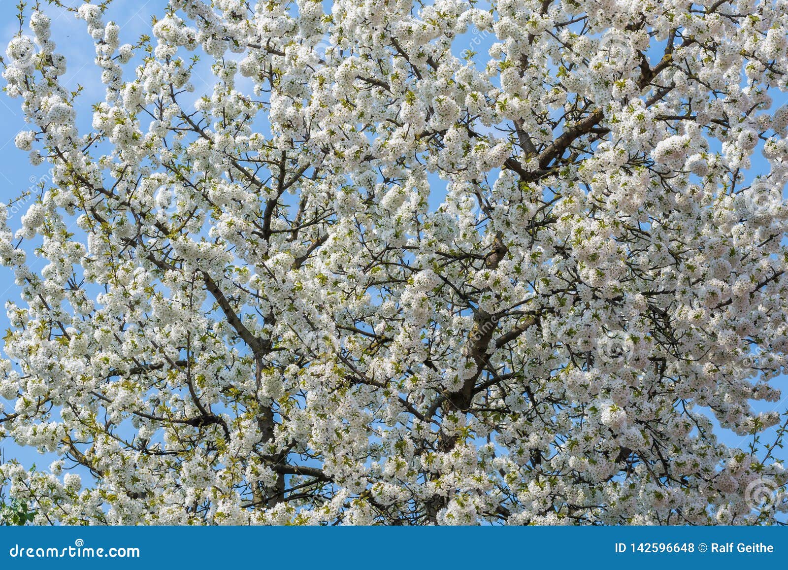Background from the White Flowers of a Cherry Tree Stock Photo - Image ...