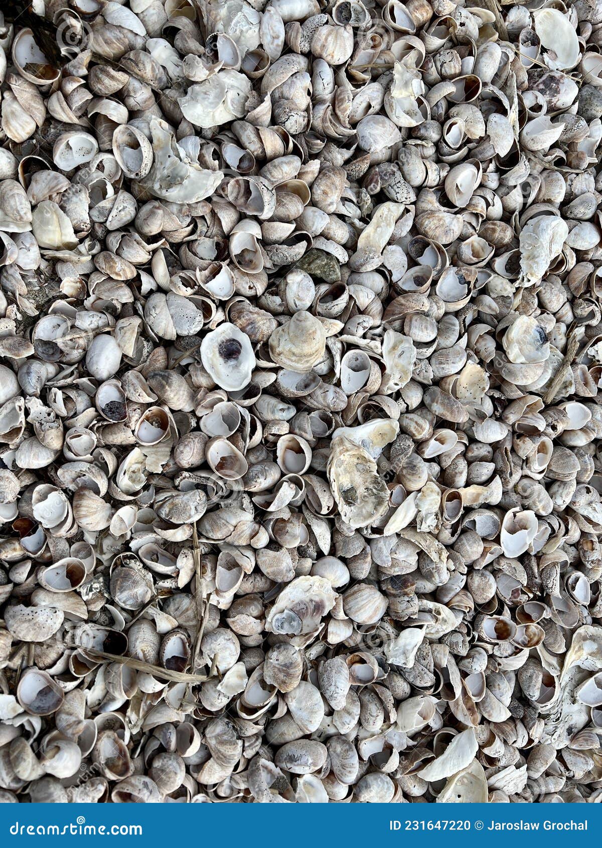 Background of White and Grey Shells Stock Photo - Image of sand, gravel ...