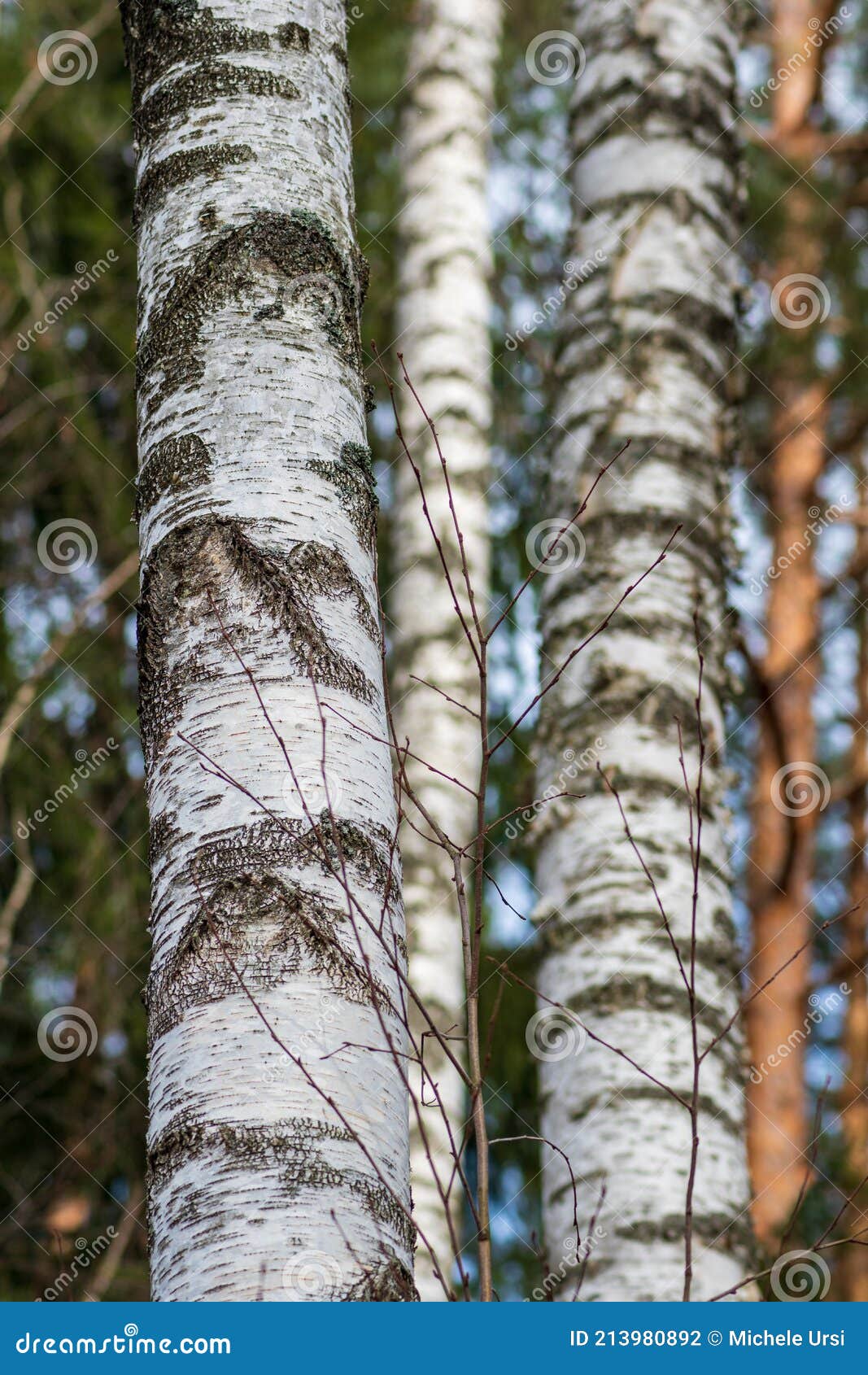 Background of the White and Grey Trunk Birch Tree in the Wood Stock ...