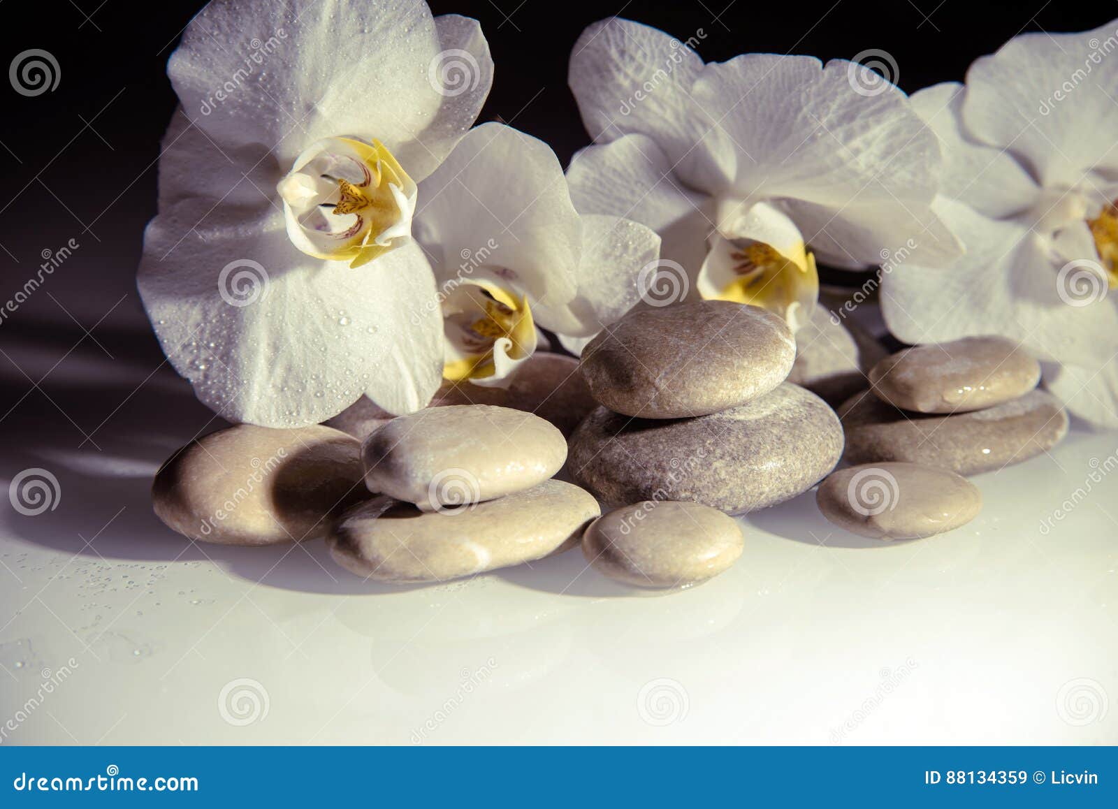 Background of White Orchids Stock Image - Image of spas, plant: 88134359
