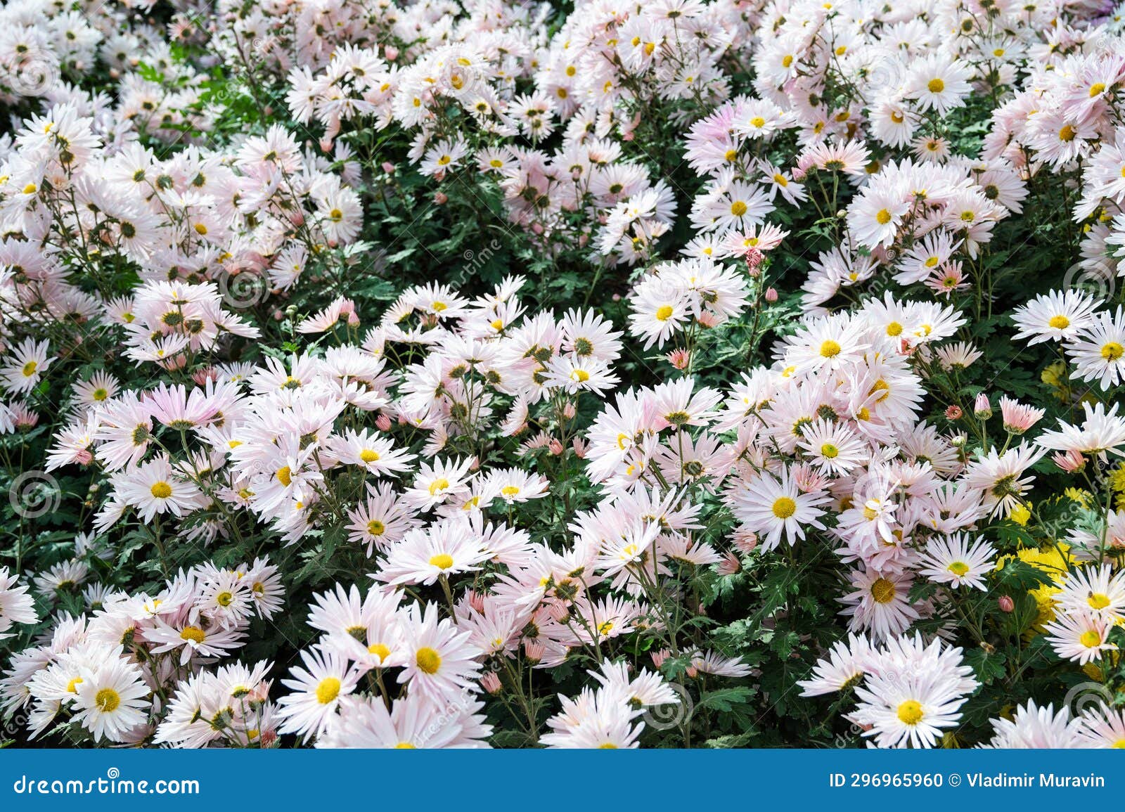 Background of White Small Beautiful Chrysanthemums in the Garden Stock ...