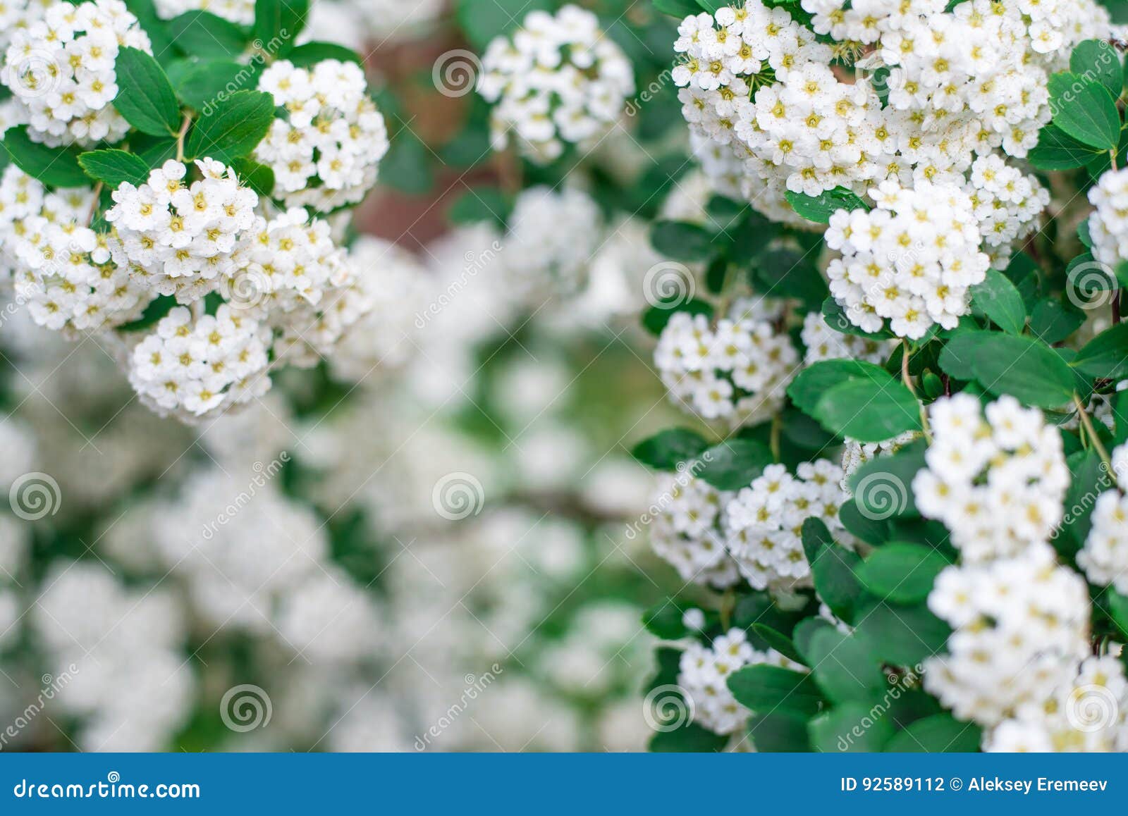 Background of White Small Flowers, Flowering Bush, Frame of Flowers ...