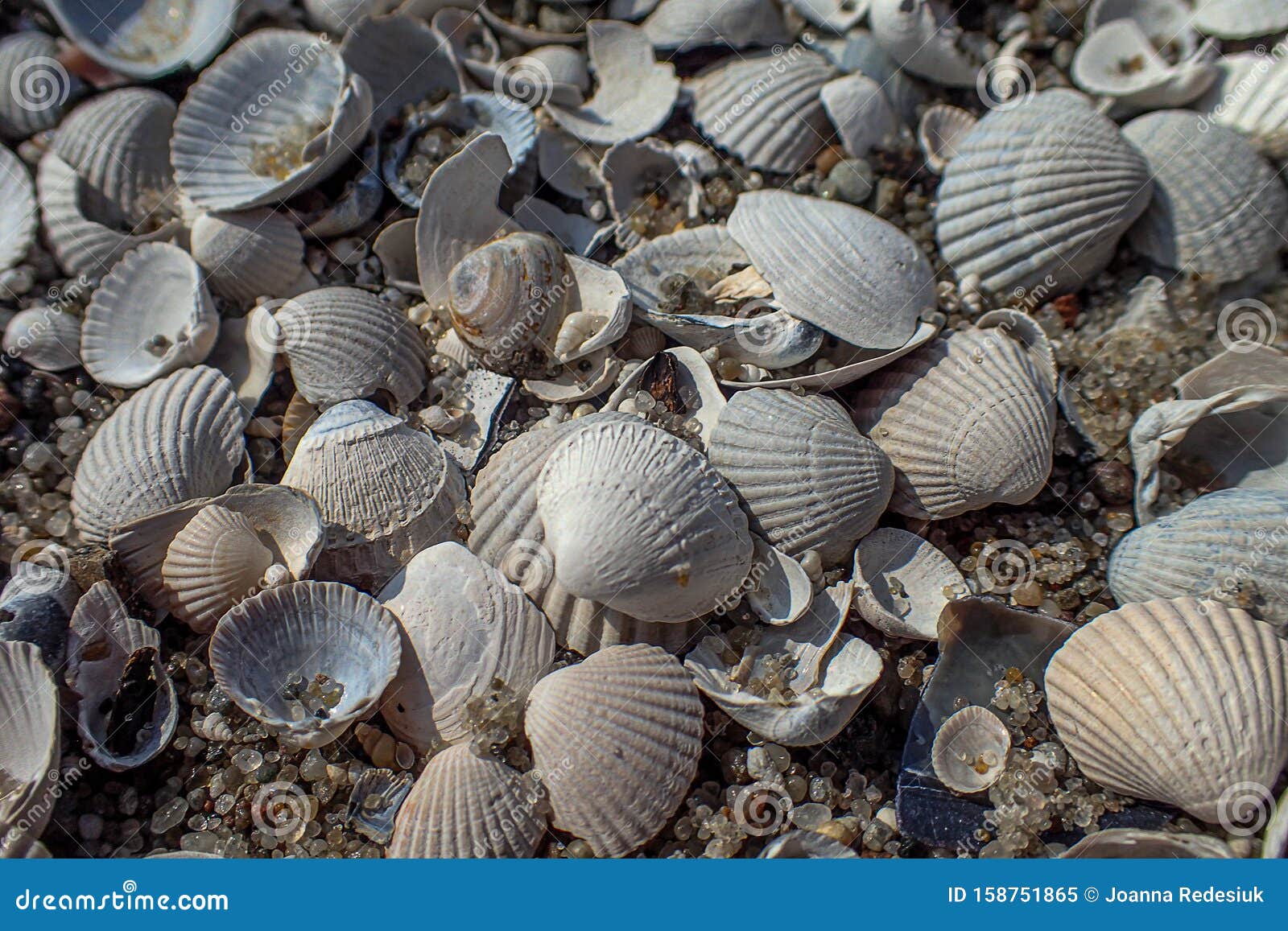 Background of White Small Sea Fragile Shells Lying on the Beach Stock ...