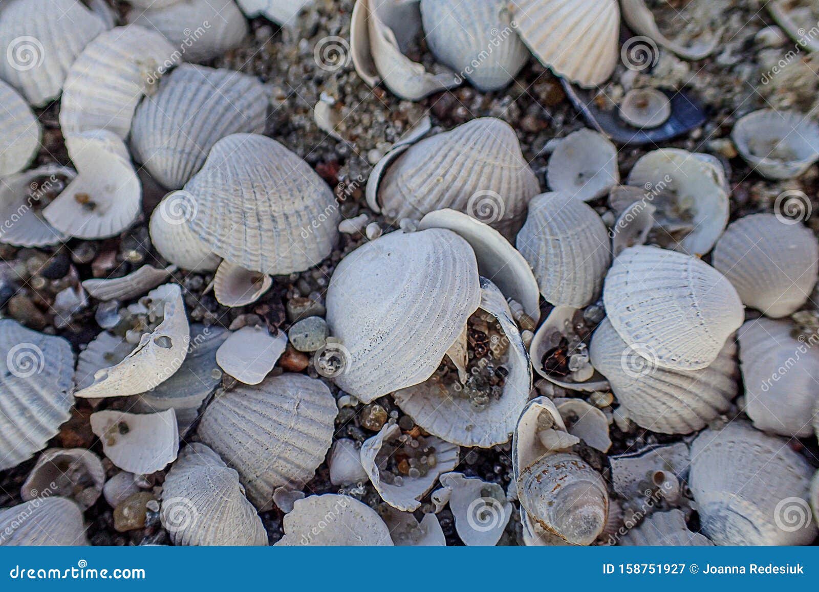 Background of White Small Sea Fragile Shells Lying on the Beach Stock ...