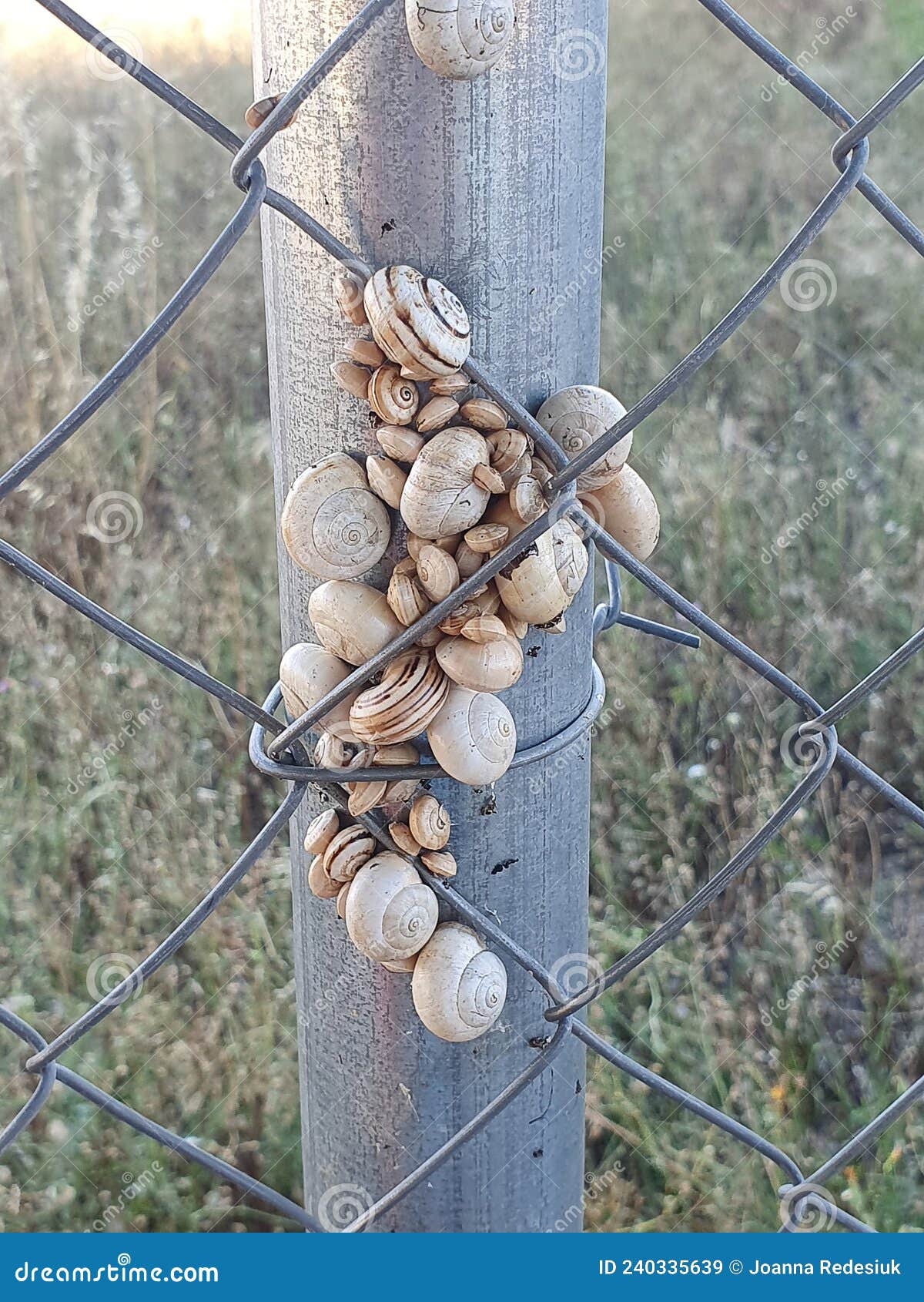 Background with White Snail Shells in Close-up Stock Image - Image of ...