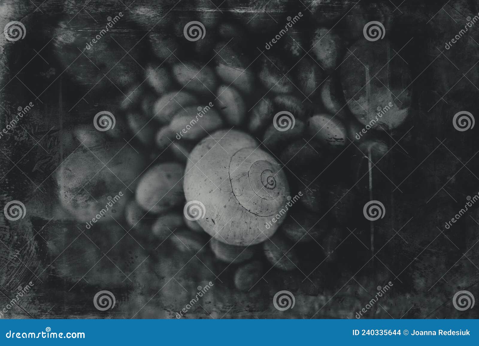 Background with White Snail Shells in Close-up Stock Photo - Image of ...