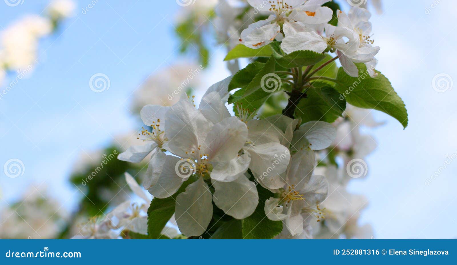 Background with White Spring Flowers.Growth Tree in a Sping Stock Photo ...
