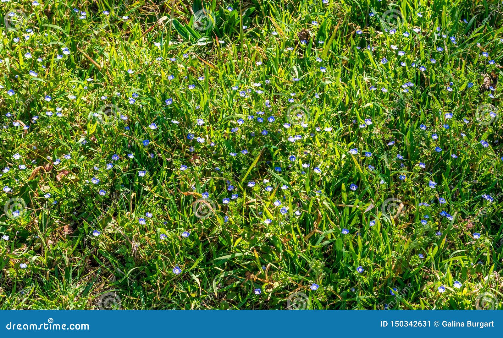 Background of Wild Violets in the Field in Spring. Stock Image - Image ...