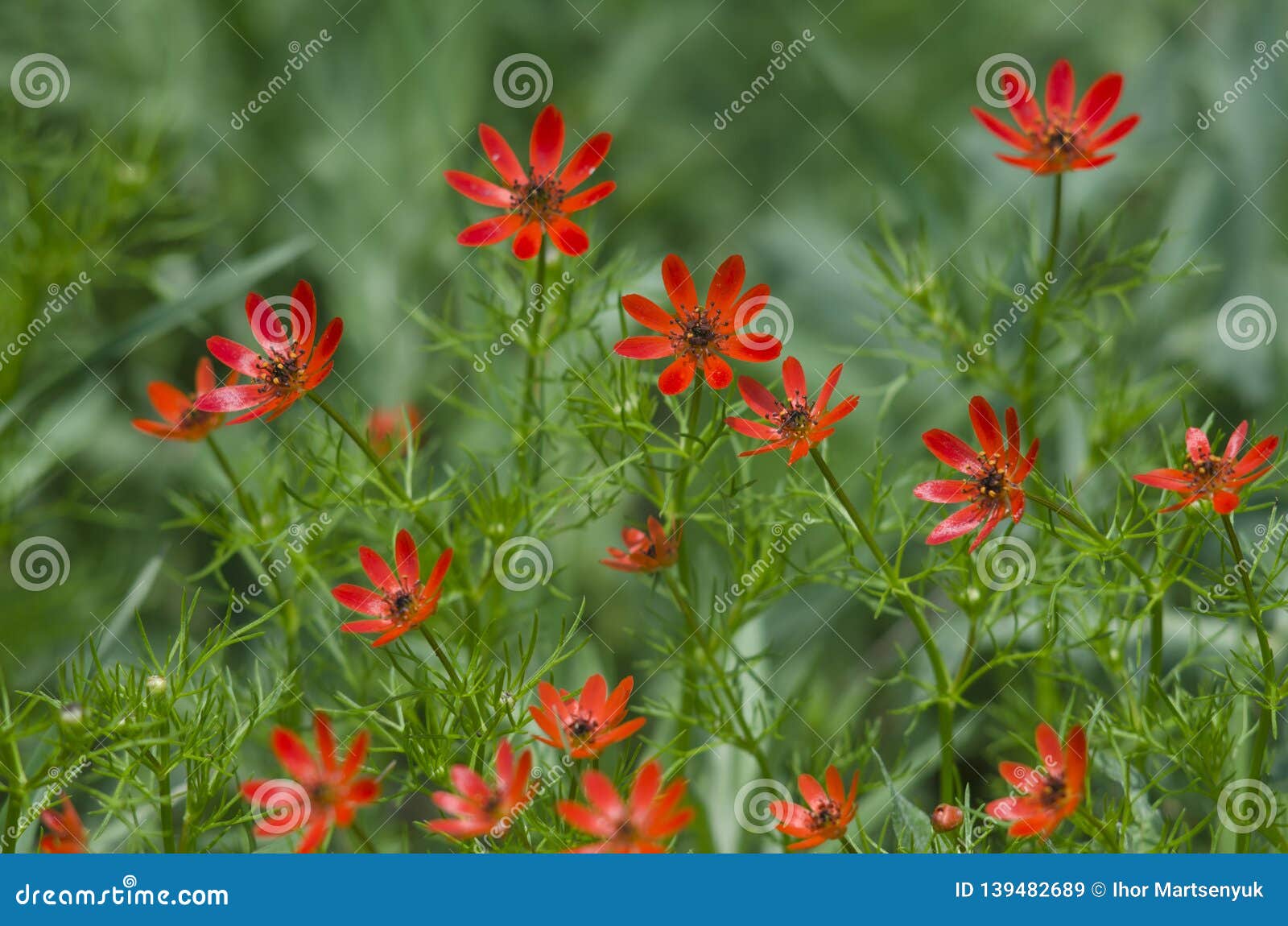 Background from Wild Flowers of Red Color Stock Image - Image of meadow ...