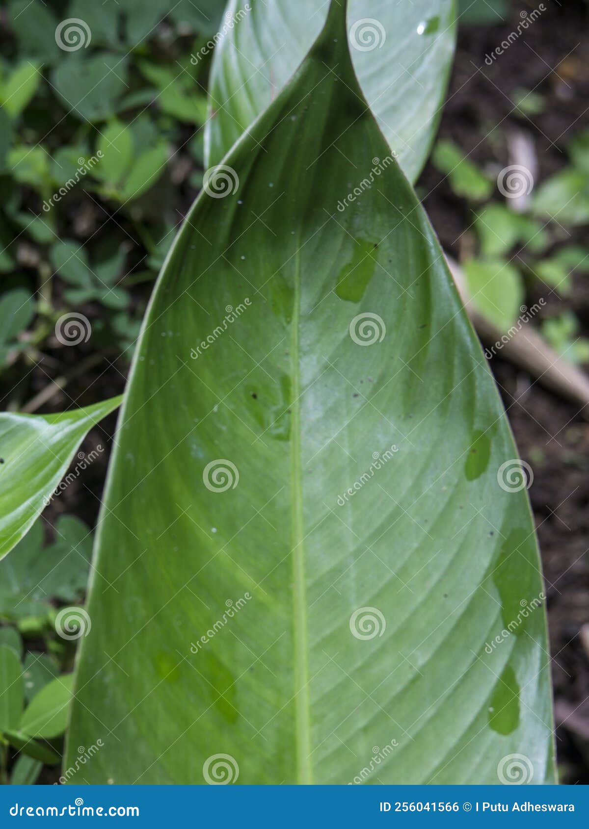 Background of Wild Leaf Sheets in the Forest Stock Photo - Image of ...