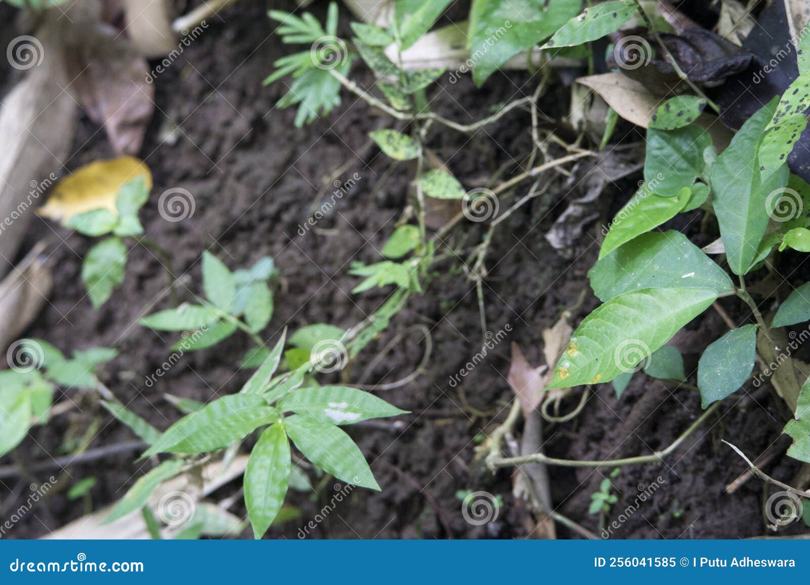 Background of Wild Leaf Sheets in the Forest Stock Image - Image of ...