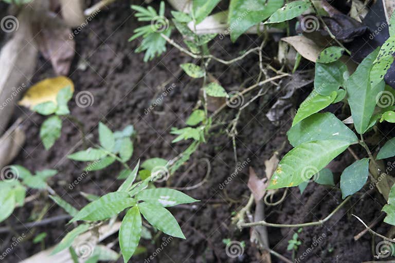 Background of Wild Leaf Sheets in the Forest Stock Image - Image of ...