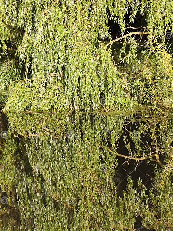 Background Willow Reflections Stock Image - Image of texture ...