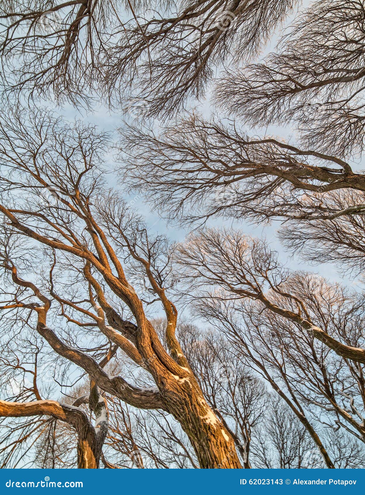 Background from Winter Bare Brown Tree Branches Stock Image - Image of ...