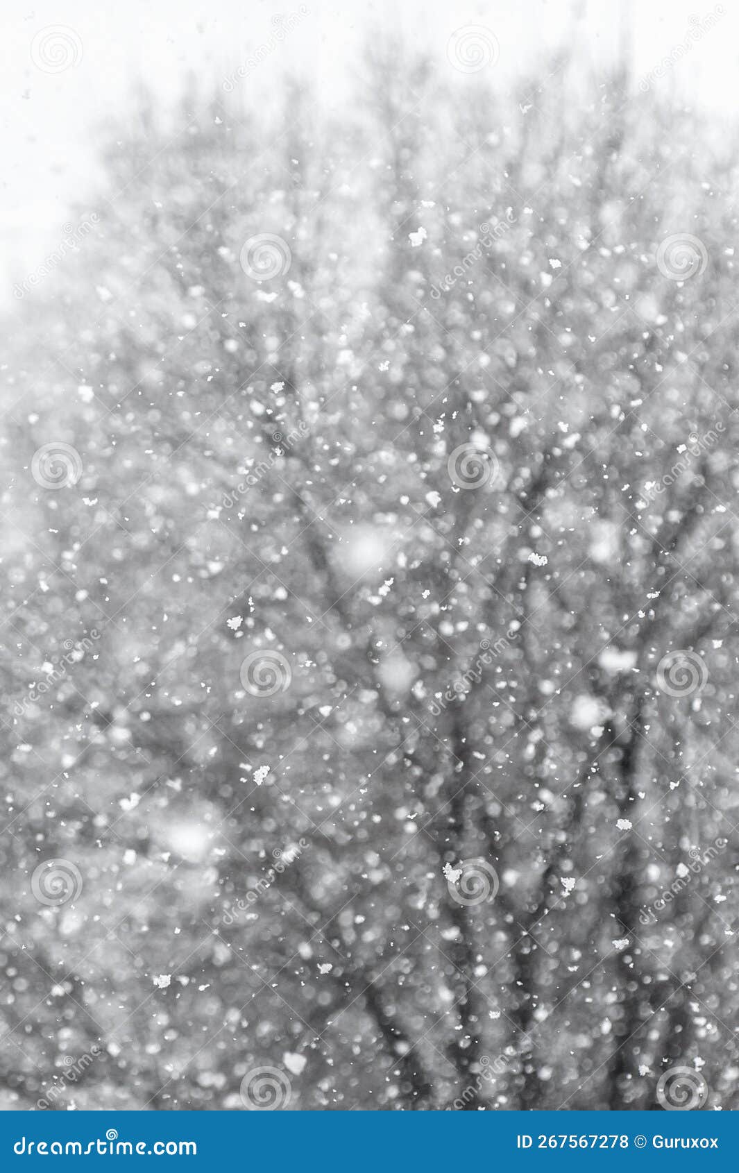 Background of Winter Small Snow Snowflakes in the Forest Stock Photo ...