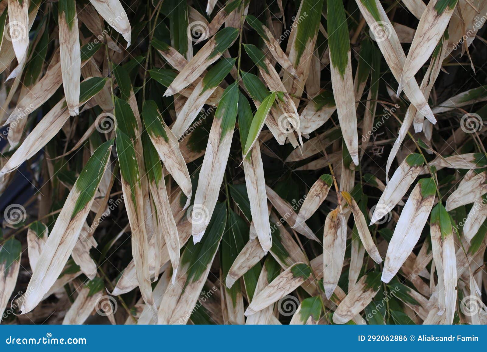 Background of Withered Grass. Leaves of Withering Vegetation. Stock ...