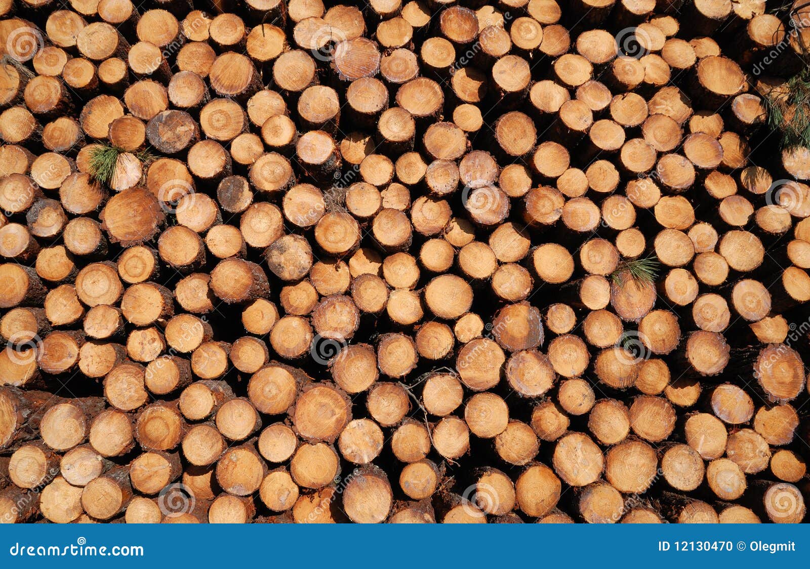 Background of wood stack. stock photo. Image of deforestation - 12130470