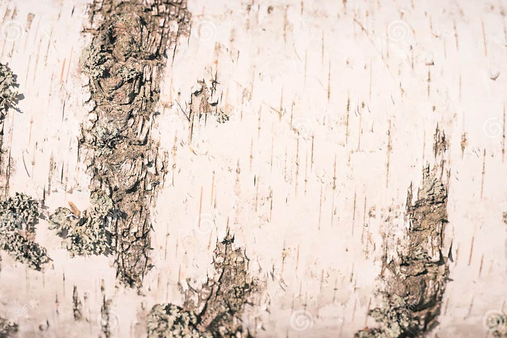 Background with Wood Texture Birch Stock Image - Image of tree, forest ...