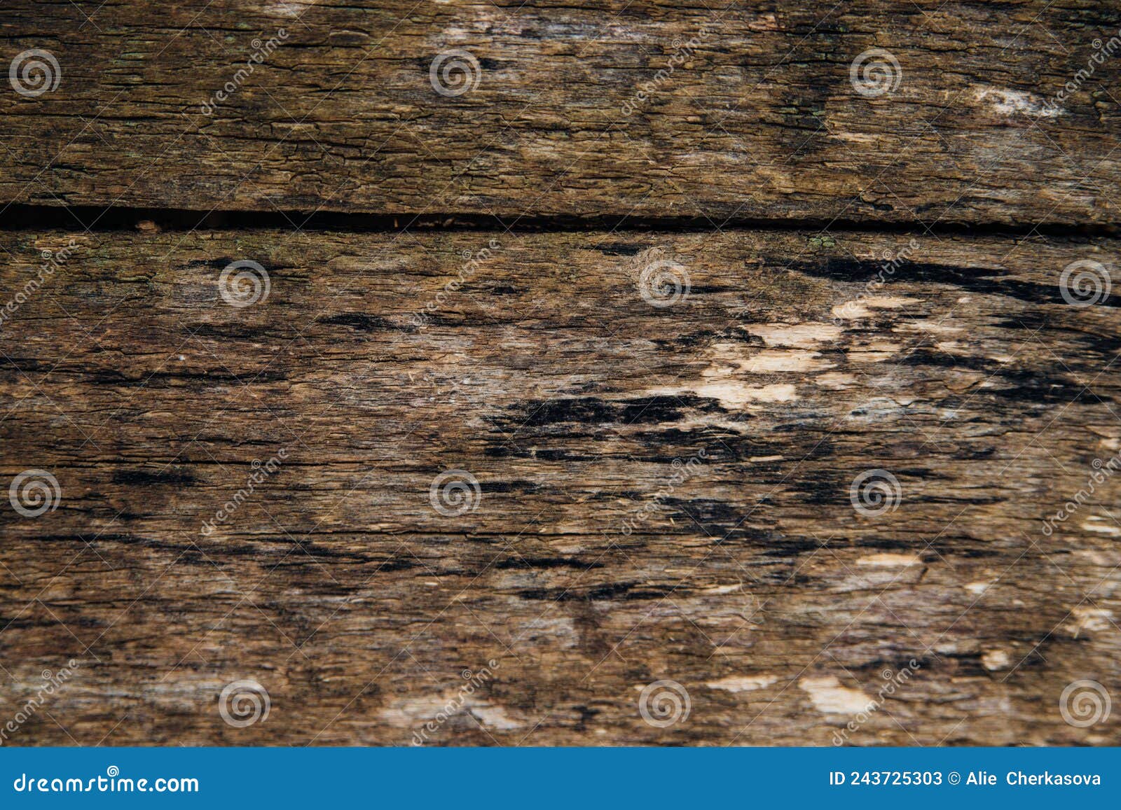 Background with Wood Texture. the Rough Surface of an Old Tree with a ...