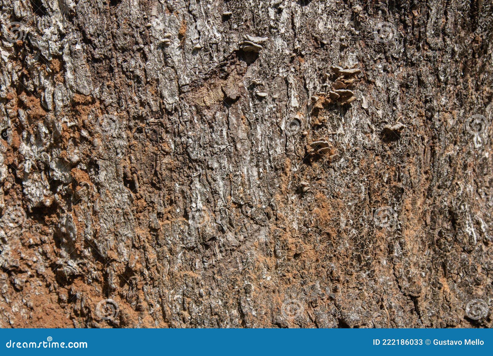Background with Wood Texture of the Tree Trunk Stock Image - Image of ...