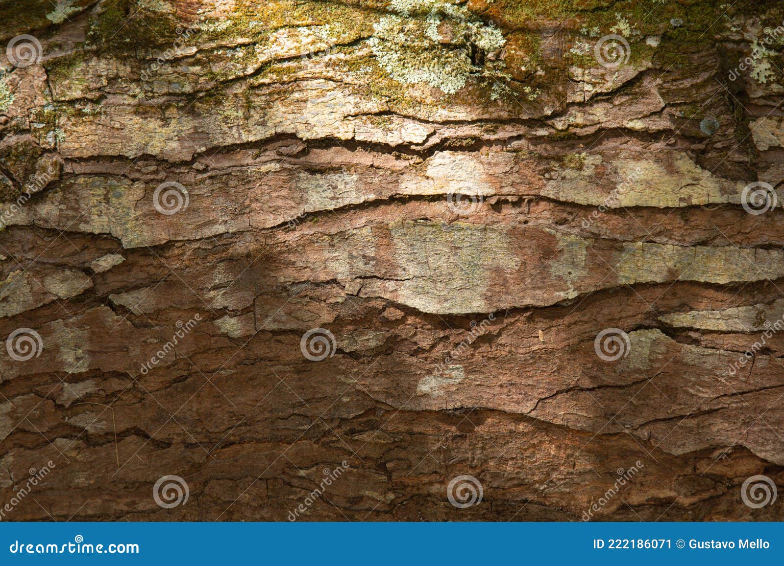 Background with Wood Texture of the Tree Trunk Stock Image - Image of ...