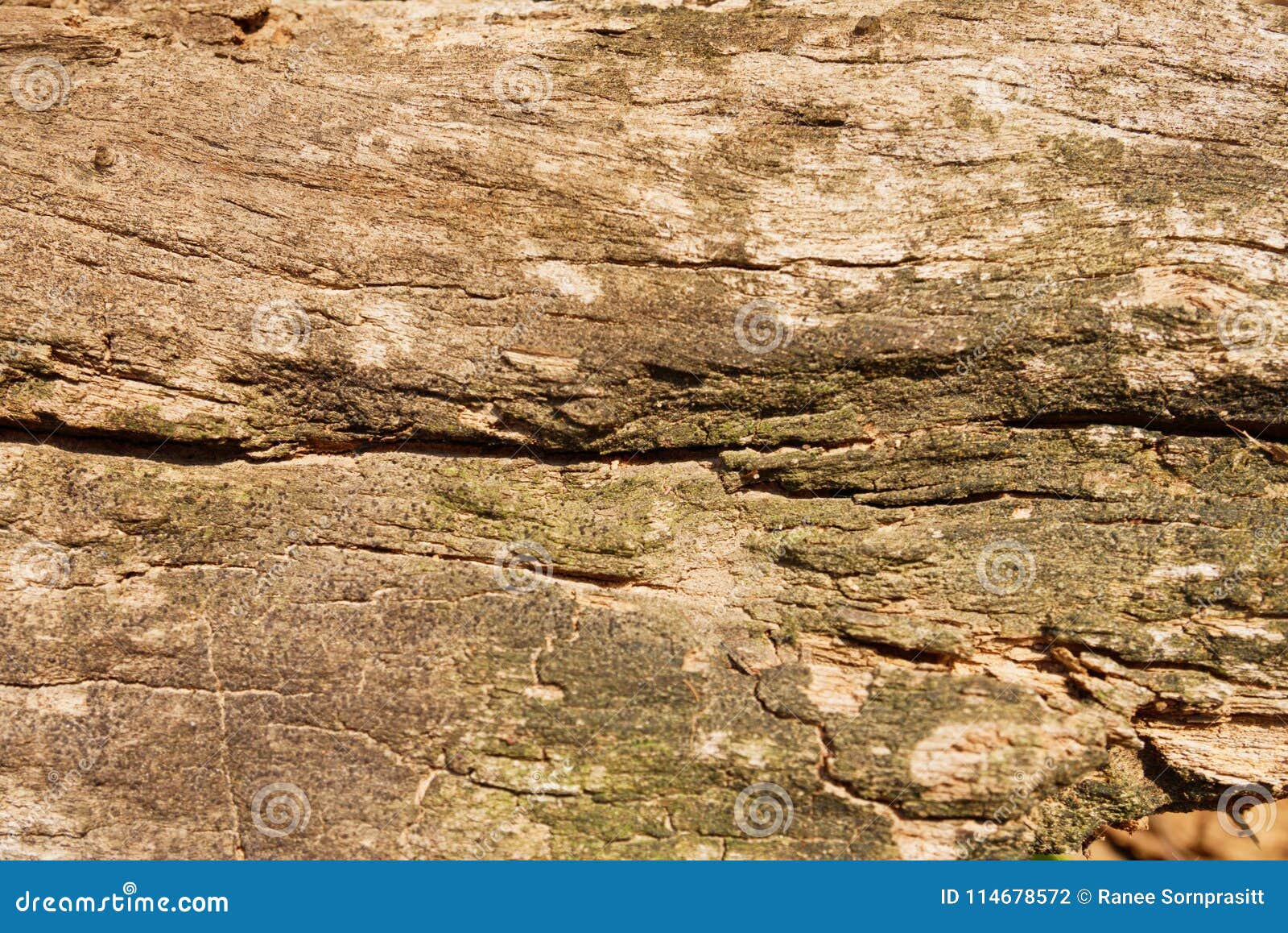 Background of wood tree stock photo. Image of wooden - 114678572