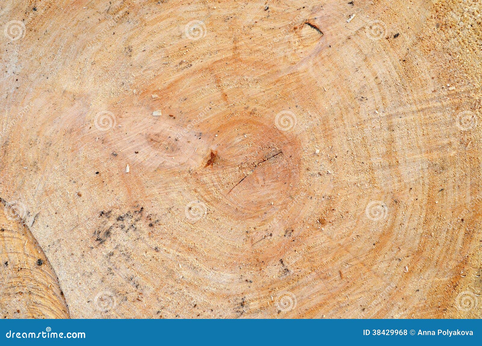 Background. Wood. Trunk Cross-section (top View). Stock Photo - Image ...