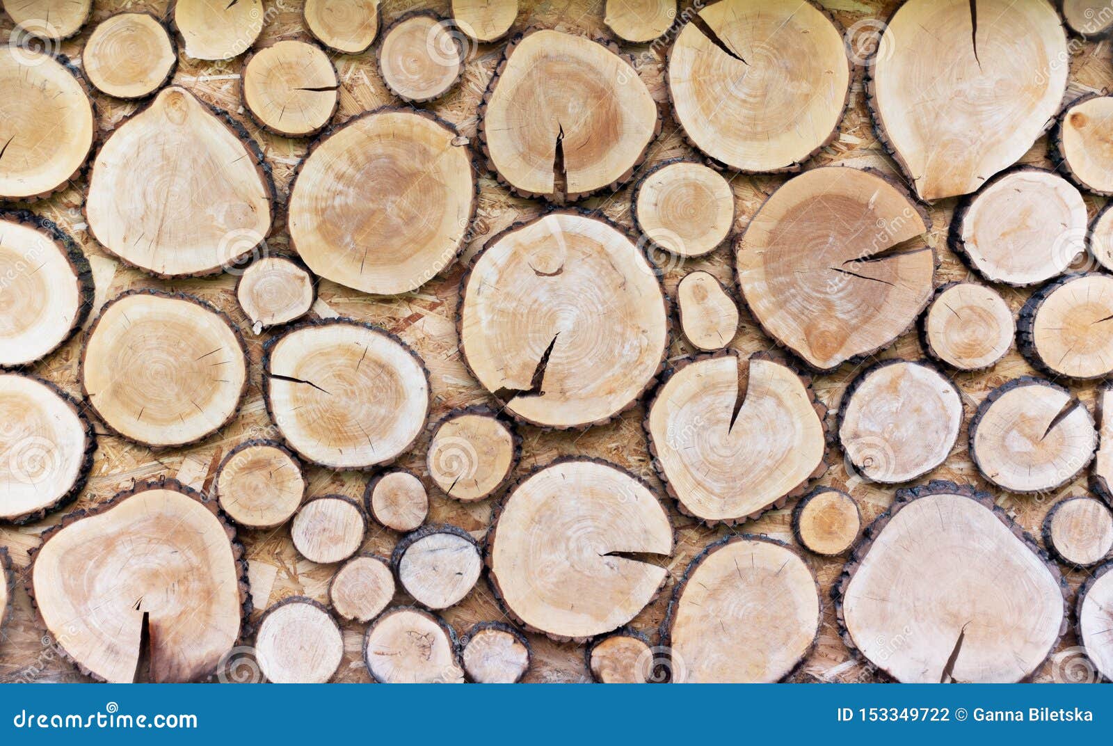 Background from Wooden Cuts of Stumps in Stripes and Cracks. Wooden ...