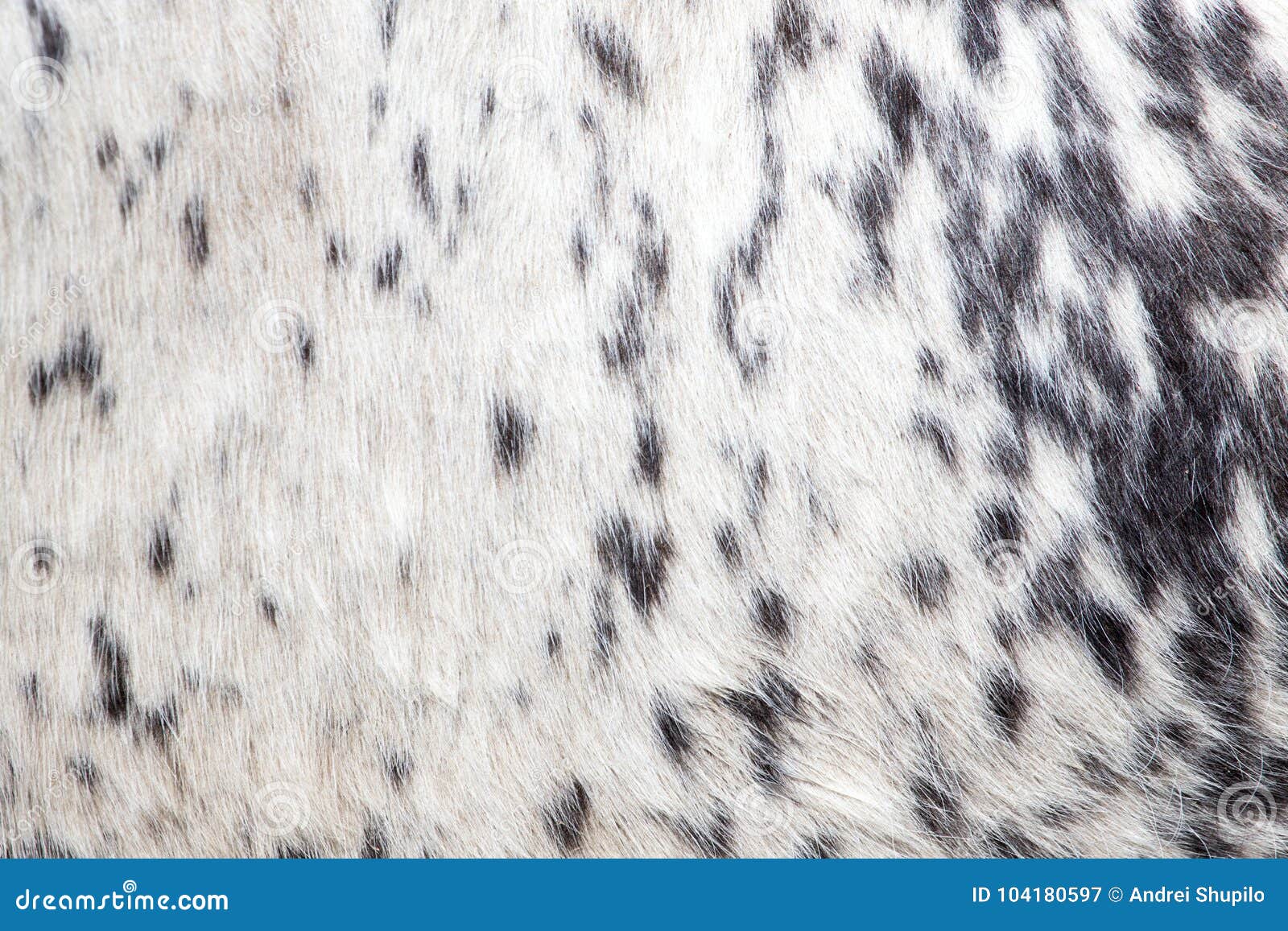 Background of wool cow stock image. Image of wool, white - 104180597