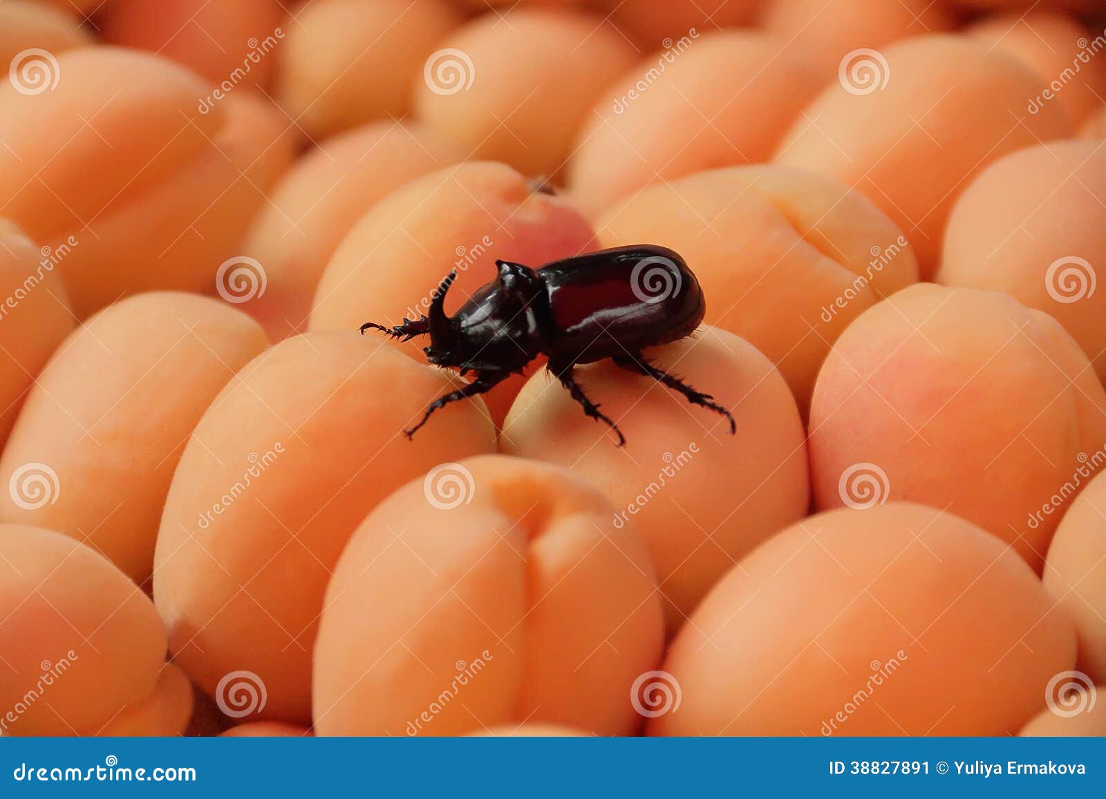 Background Yellow Apricots with Bug Stock Image - Image of yellow ...