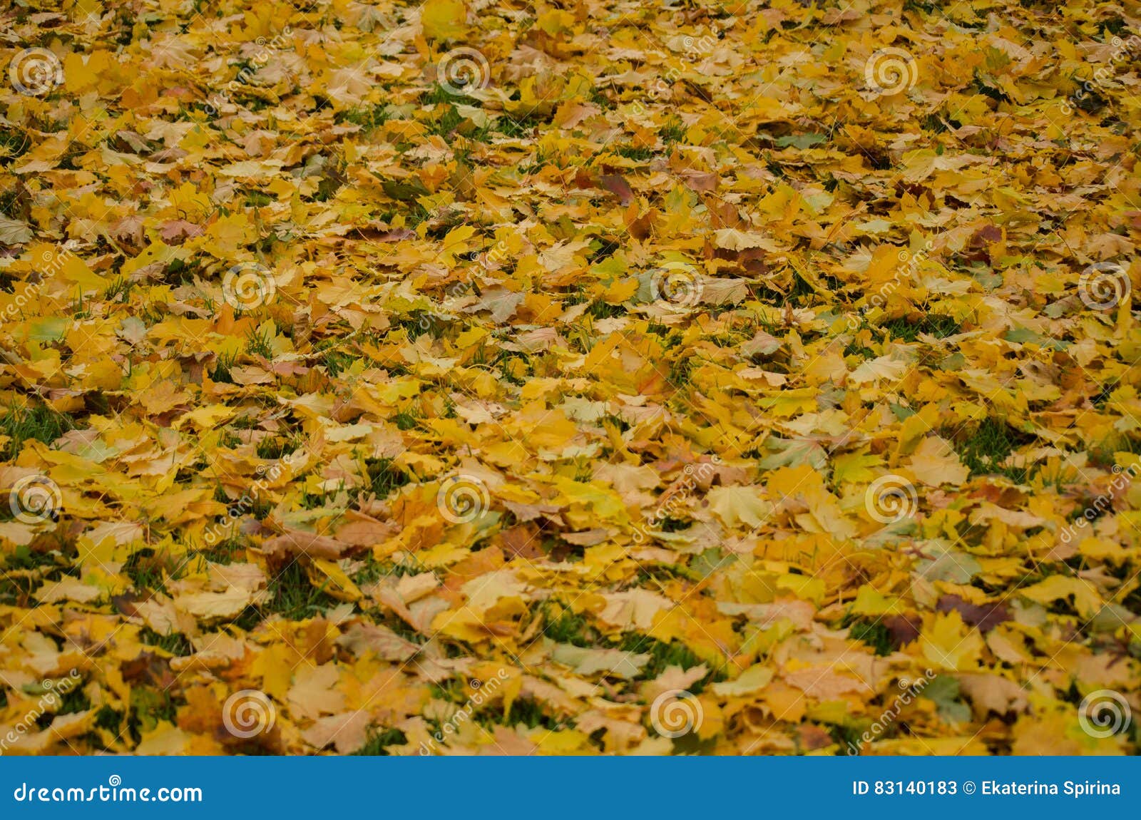Background of Yellow Autumn Leafs Stock Image - Image of green, autumn ...