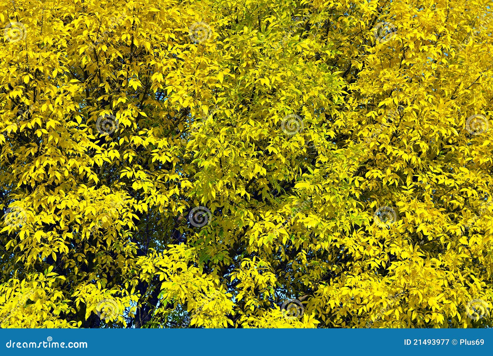 Background of Yellow Autumn Leaves Stock Image - Image of lush, park ...