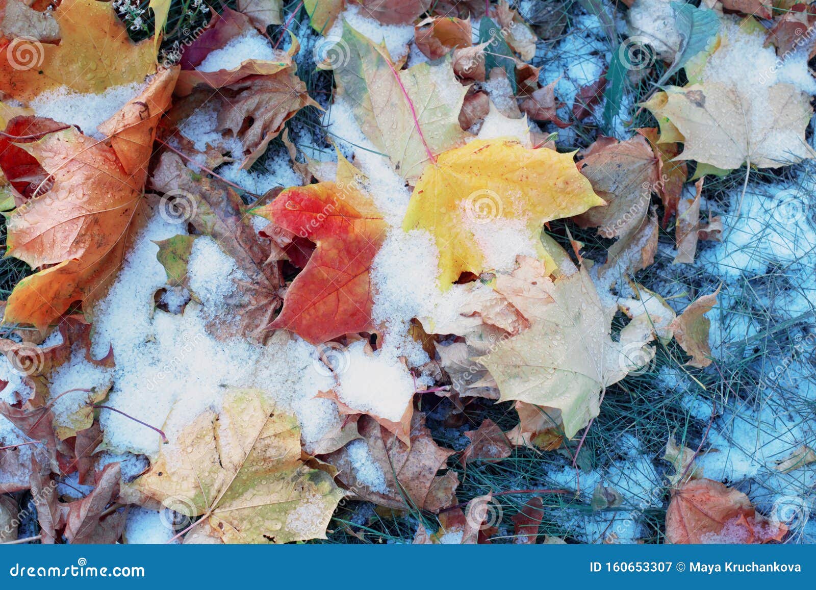 Background of Yellow Autumn Leaves in Snow Stock Image - Image of maple ...